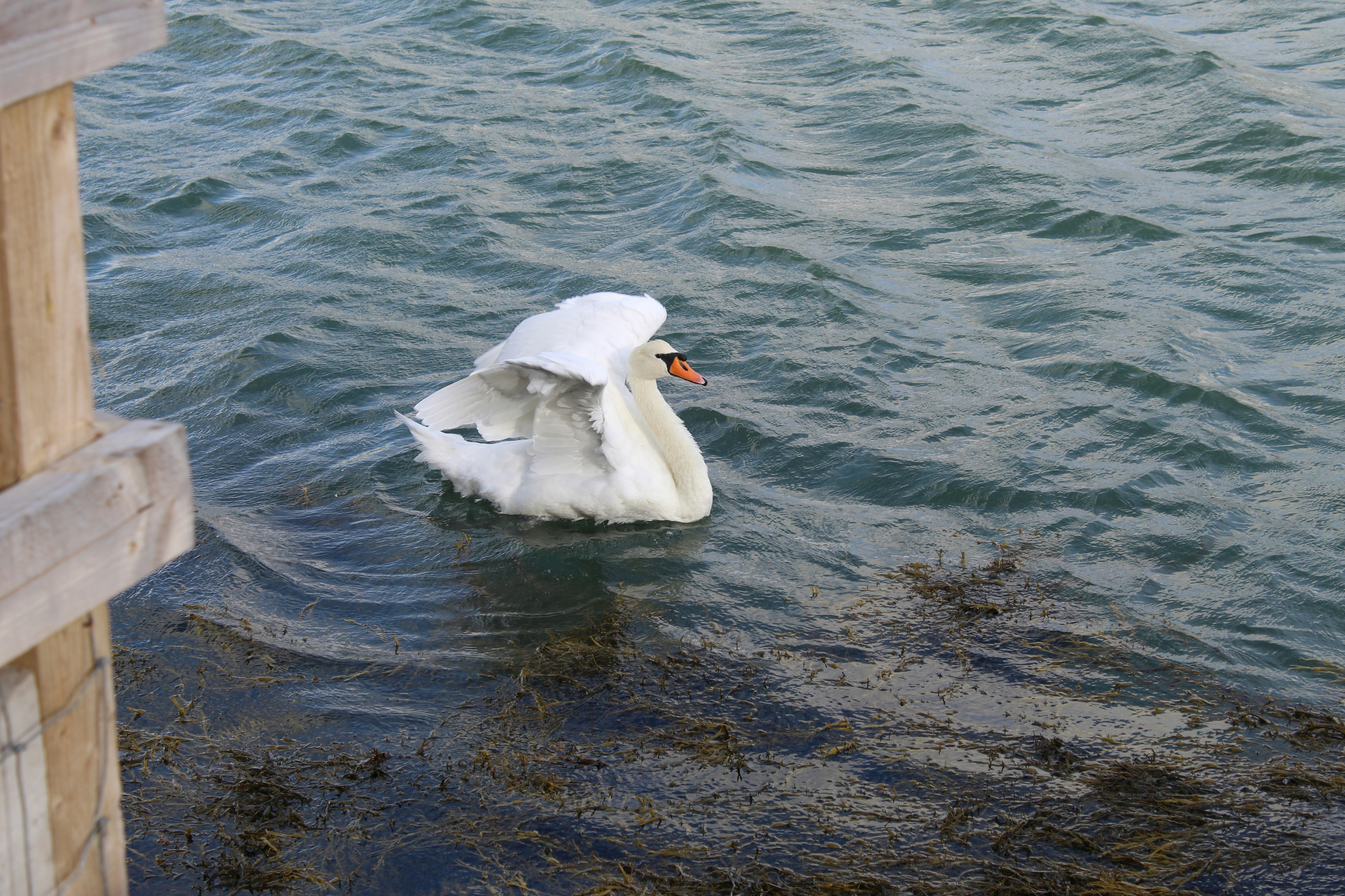 White Swan at the Water’s Edge by a Wooden Dock