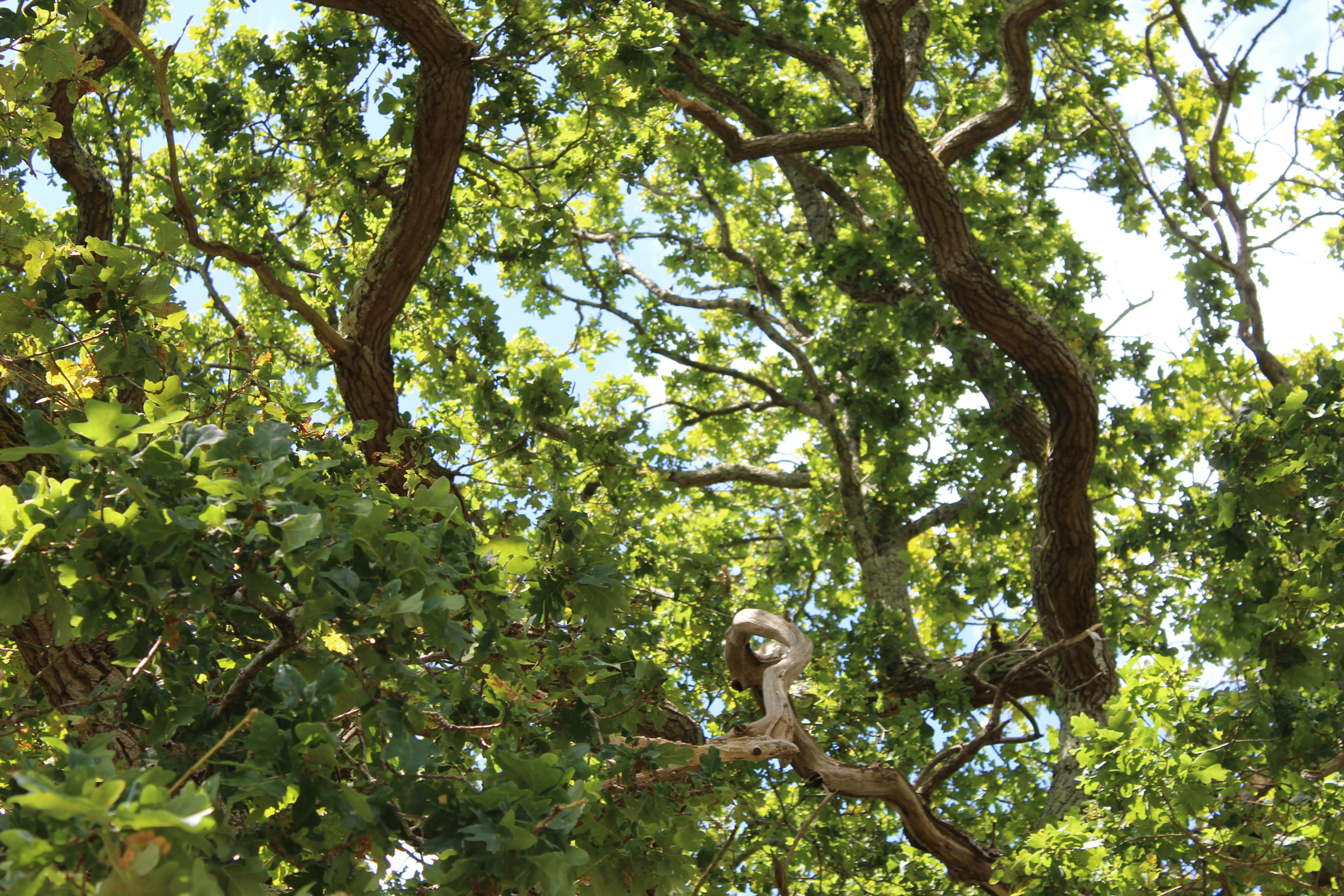 Lichen-tufted Branches Framing a Quiet Climb