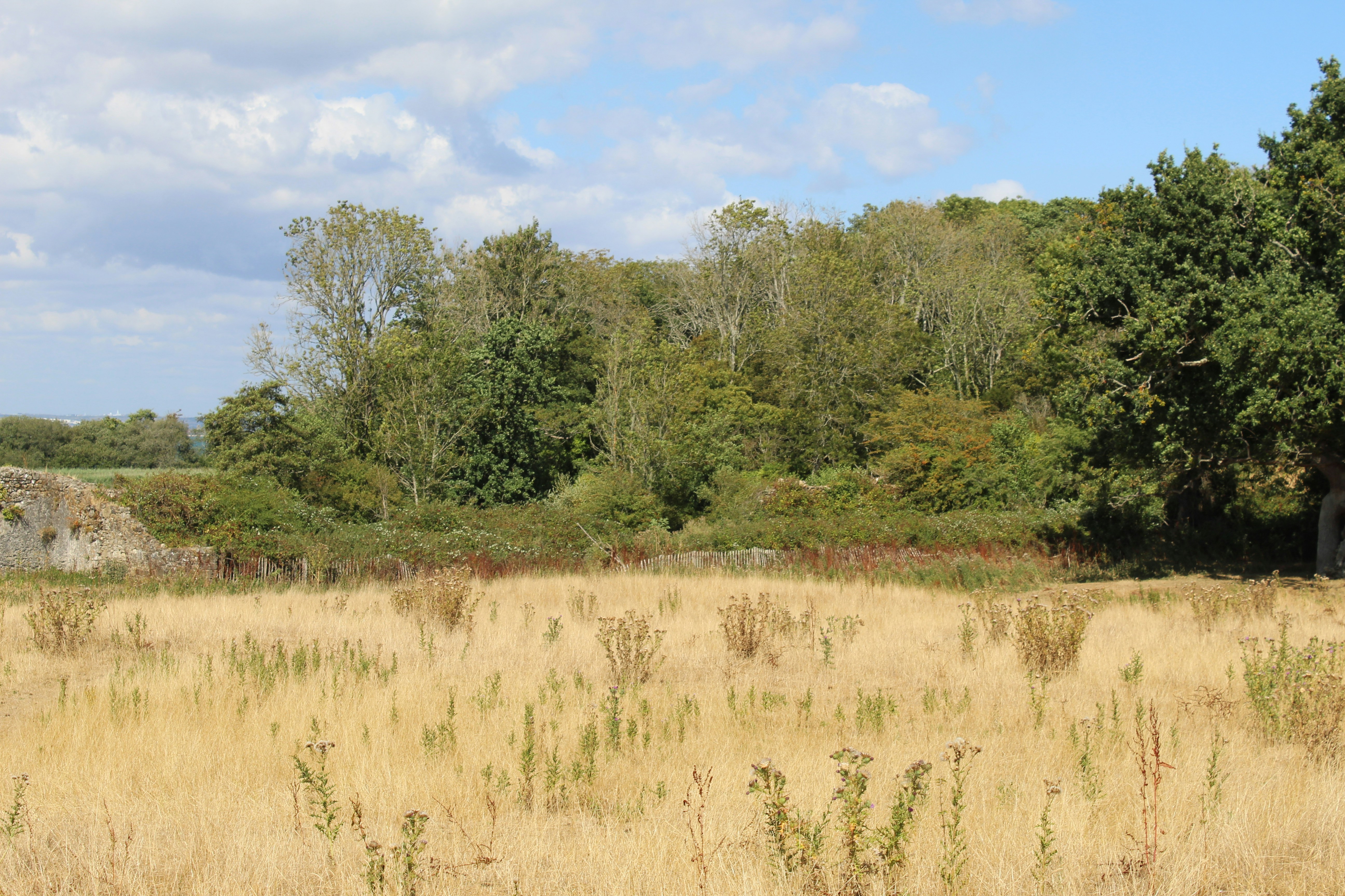 Quiet Fieldscape Under a Patchwork Sky