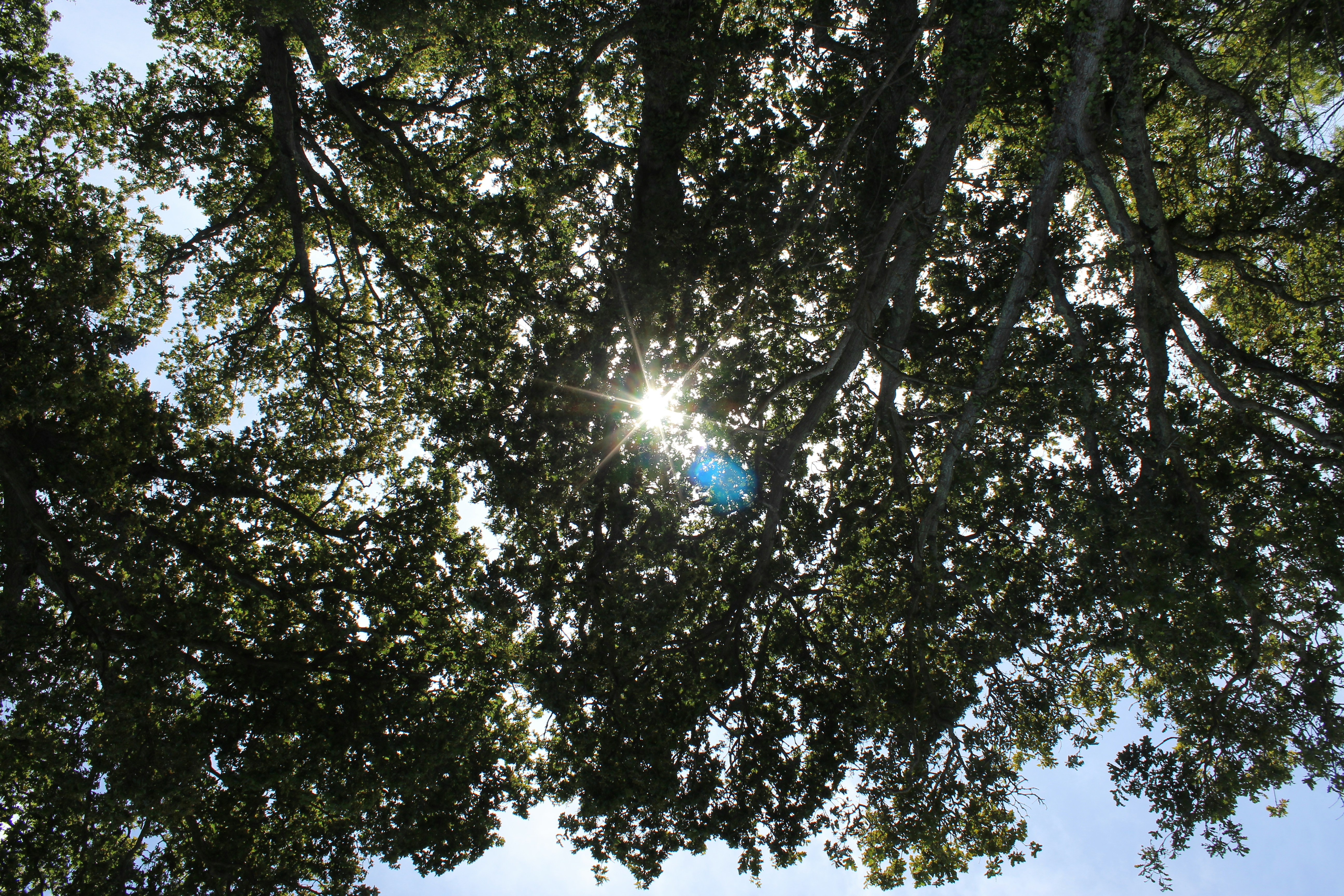 Sunlit canopy in a quiet square of leaves