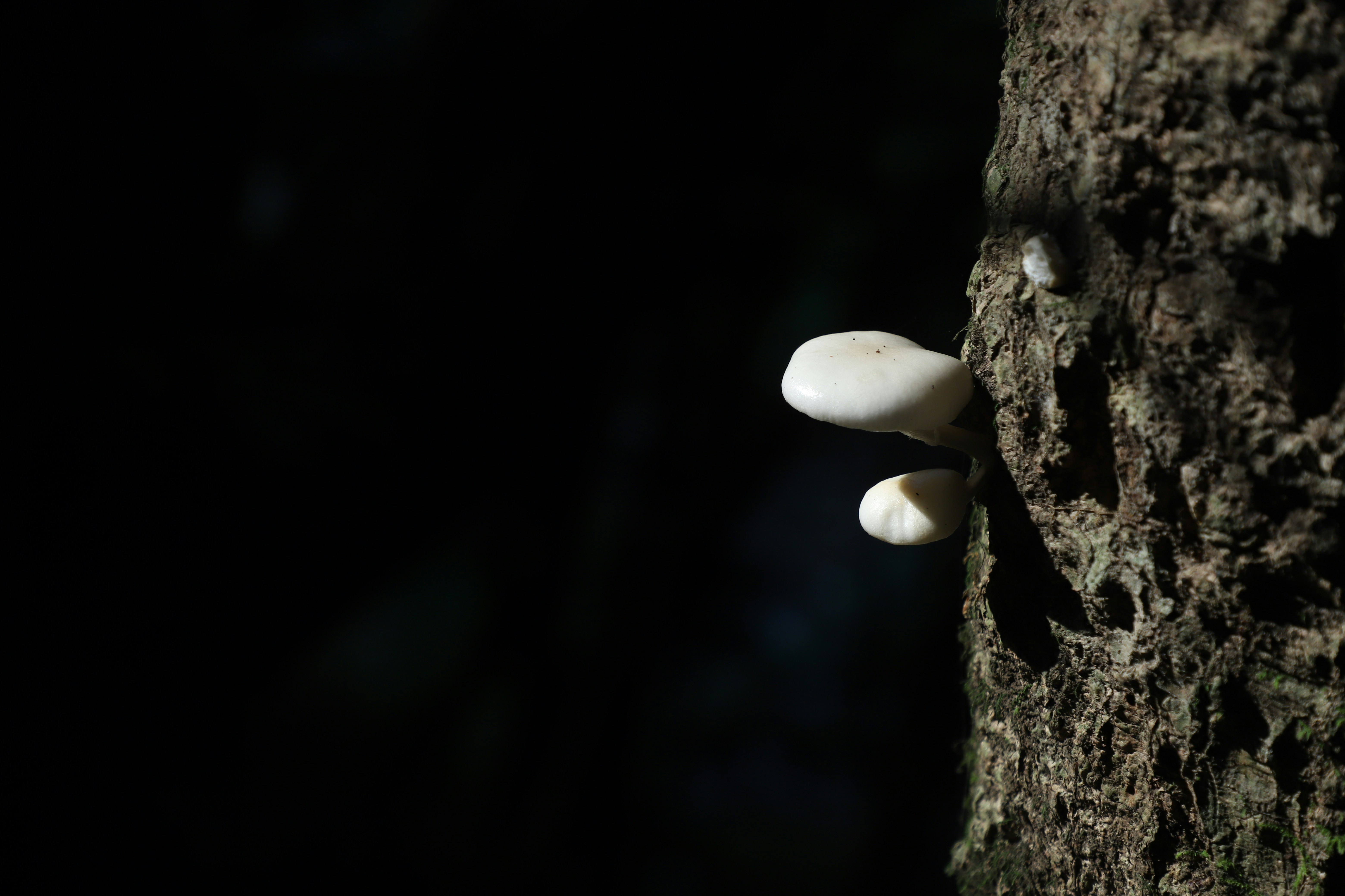 Luminous Pleats on Bark: A Duo of White Mushrooms in Shadowed Quiet