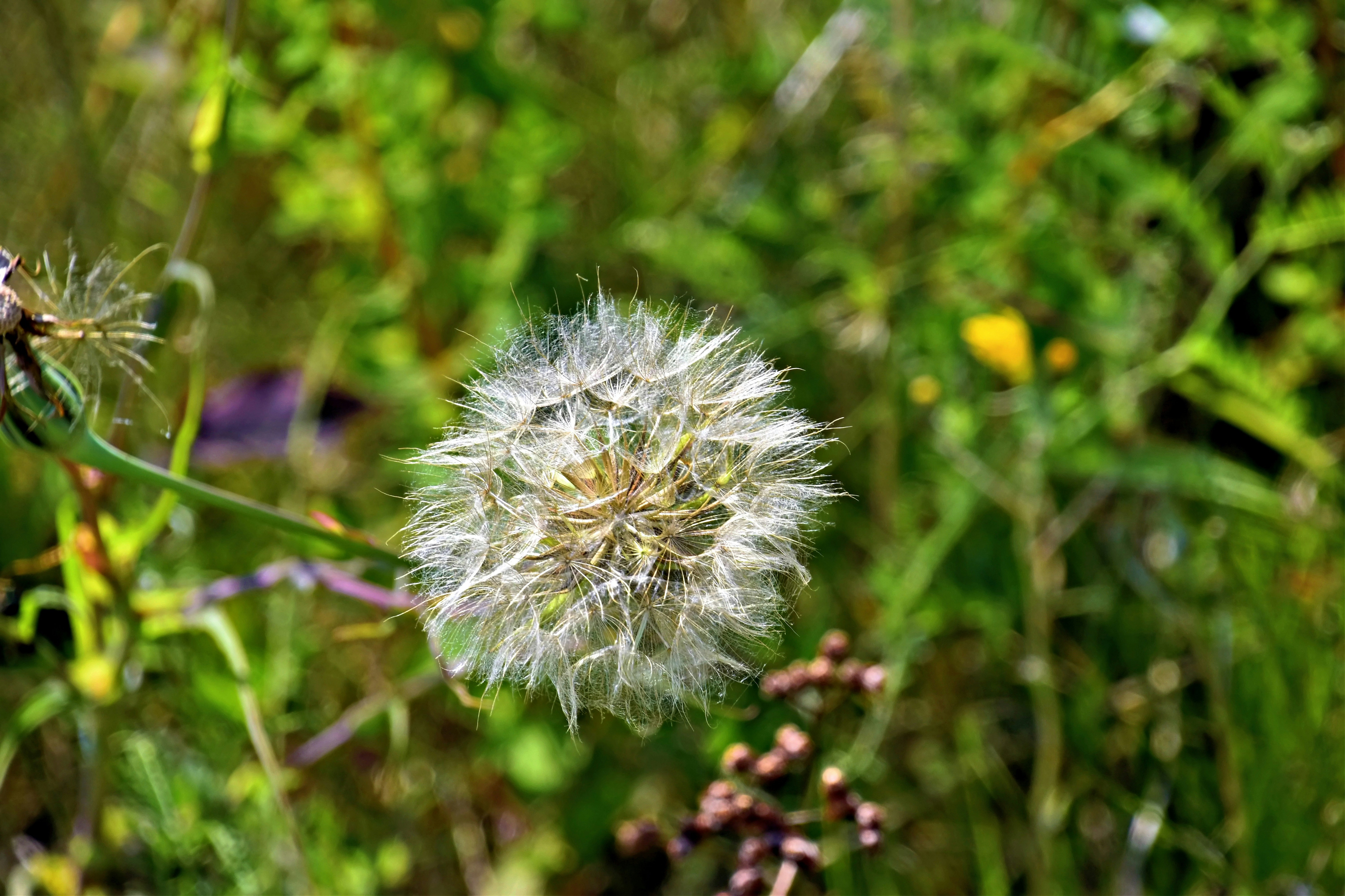 Centered Dandelion Wake: A Close‑Up of a Seed Ball in Meadow Light