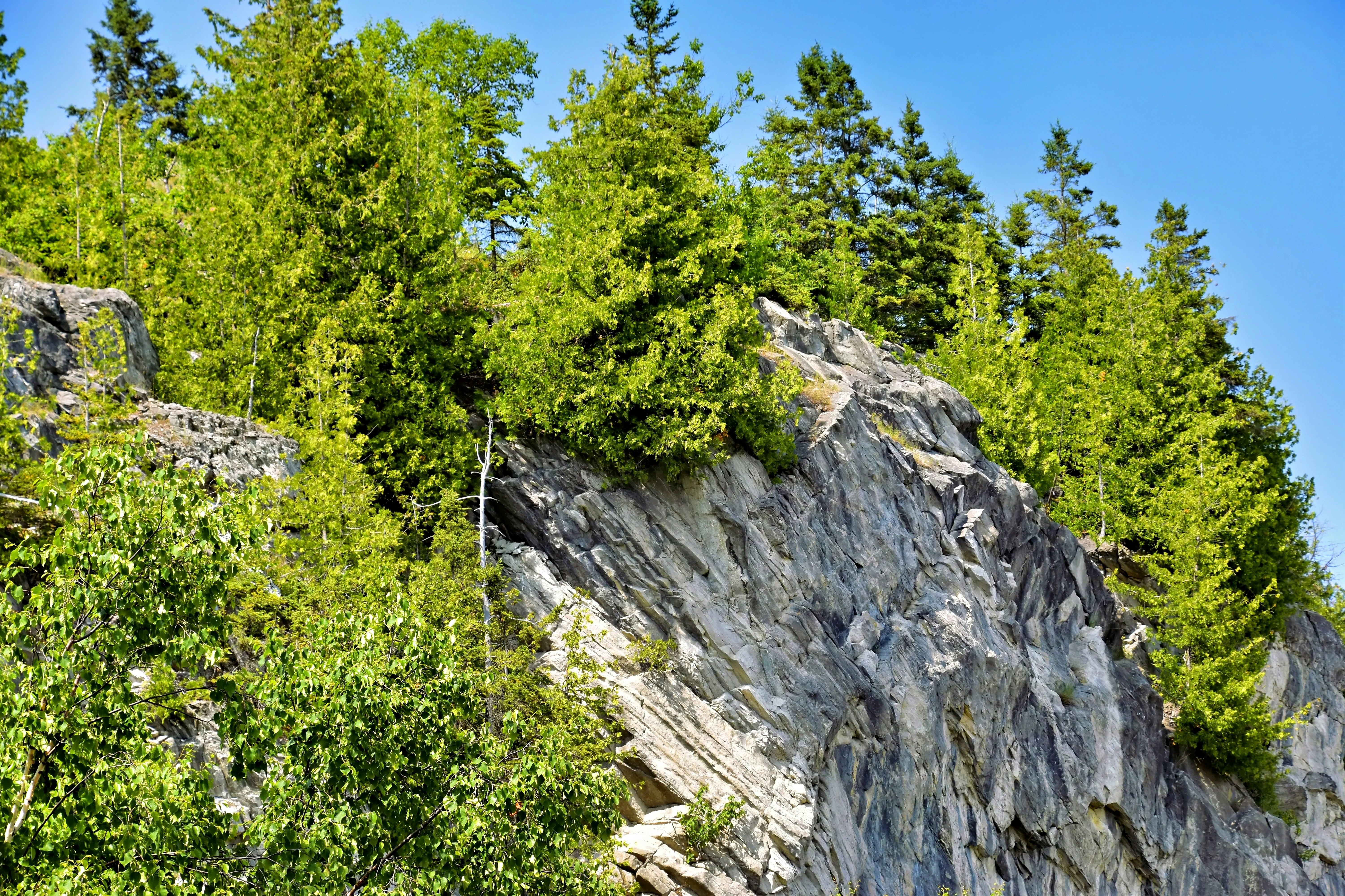Limestone ledge beneath a pine-topped cliff