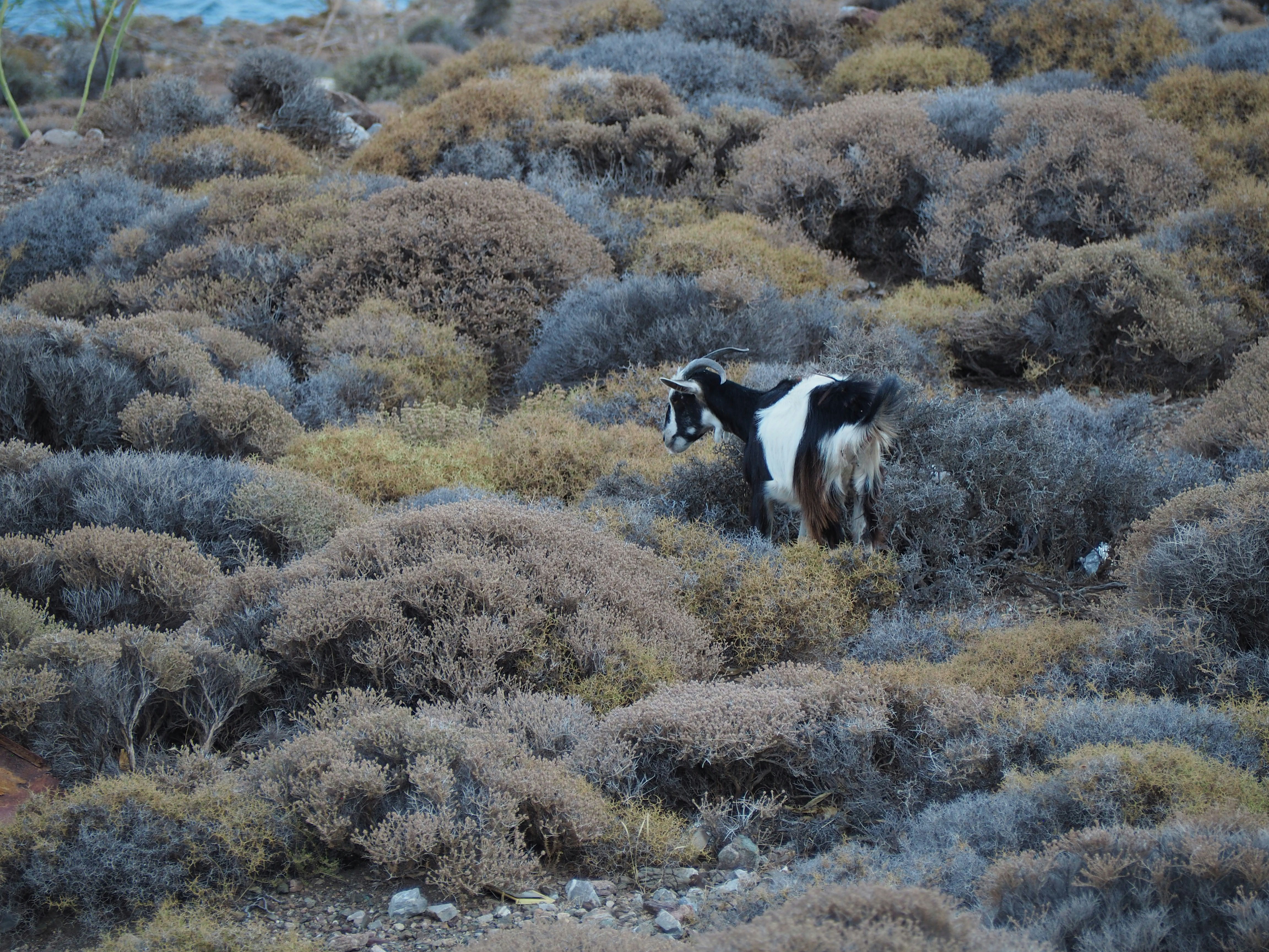 Black-and-White Goat Among Arid, Multicolored Heathers
