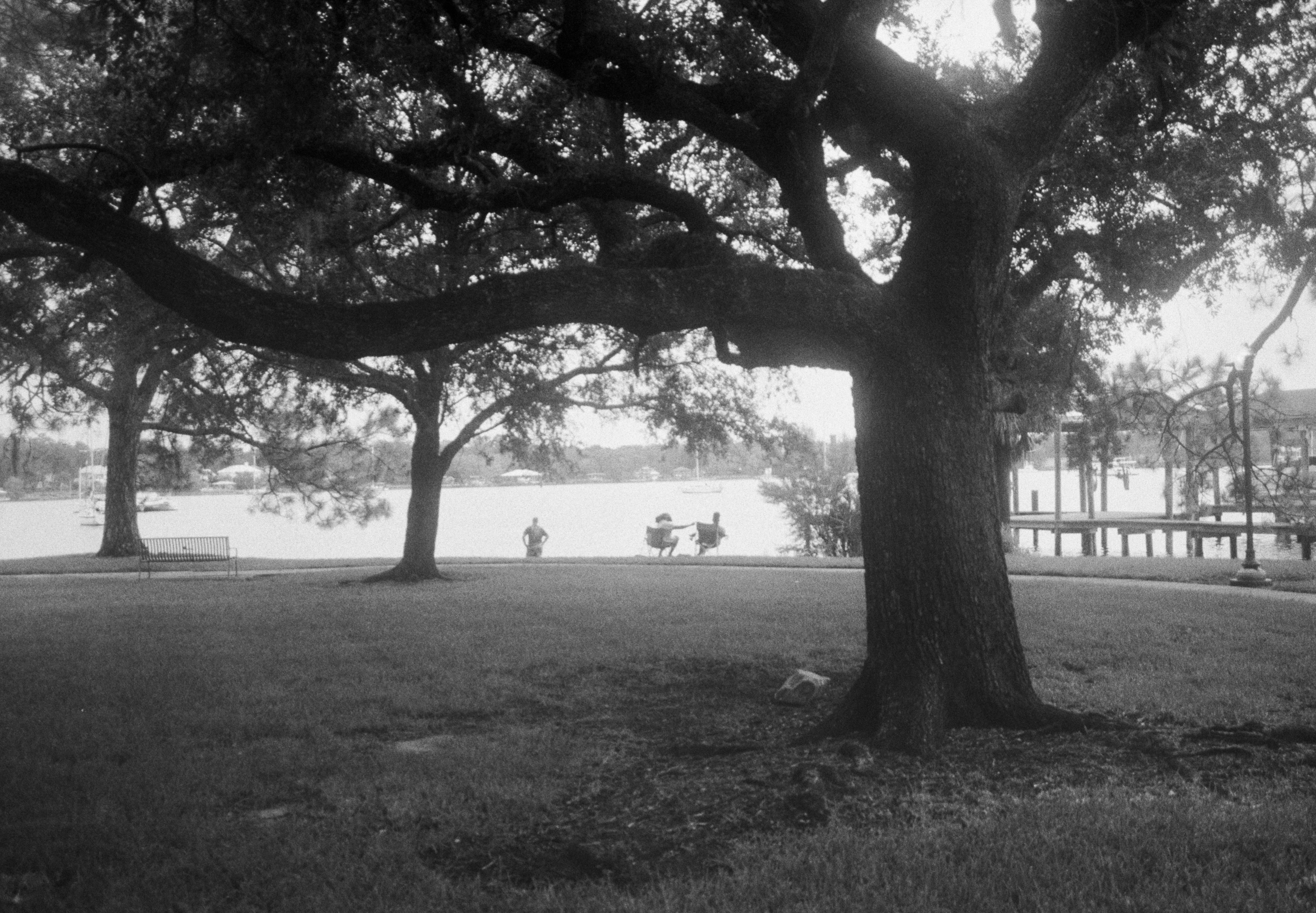 Quiet Lakefront Under an Old Tree