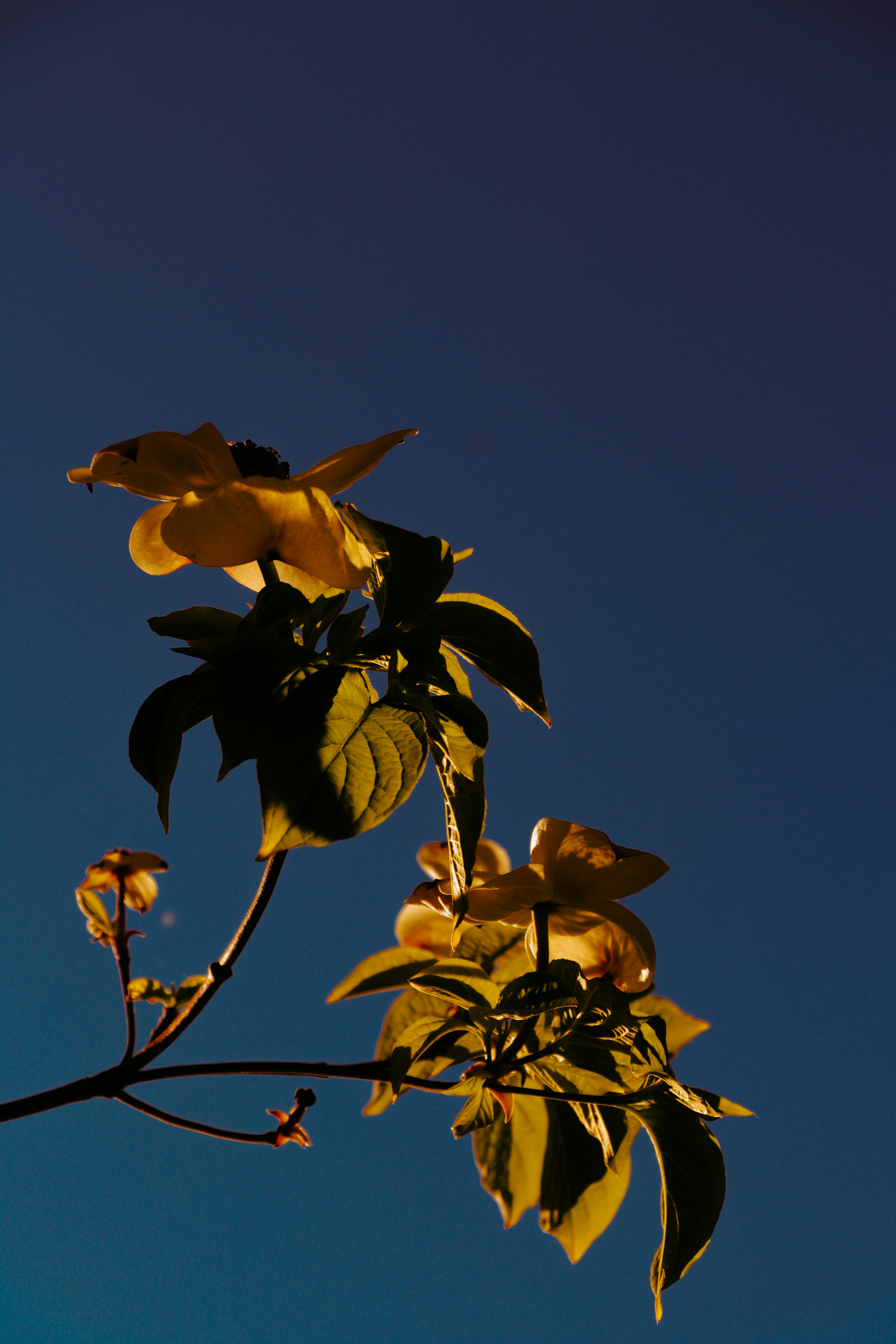 Golden leaves reaching toward a dark blue sky, backlit to reveal texture and veins; a close-up branch composition with warm autumn tones.