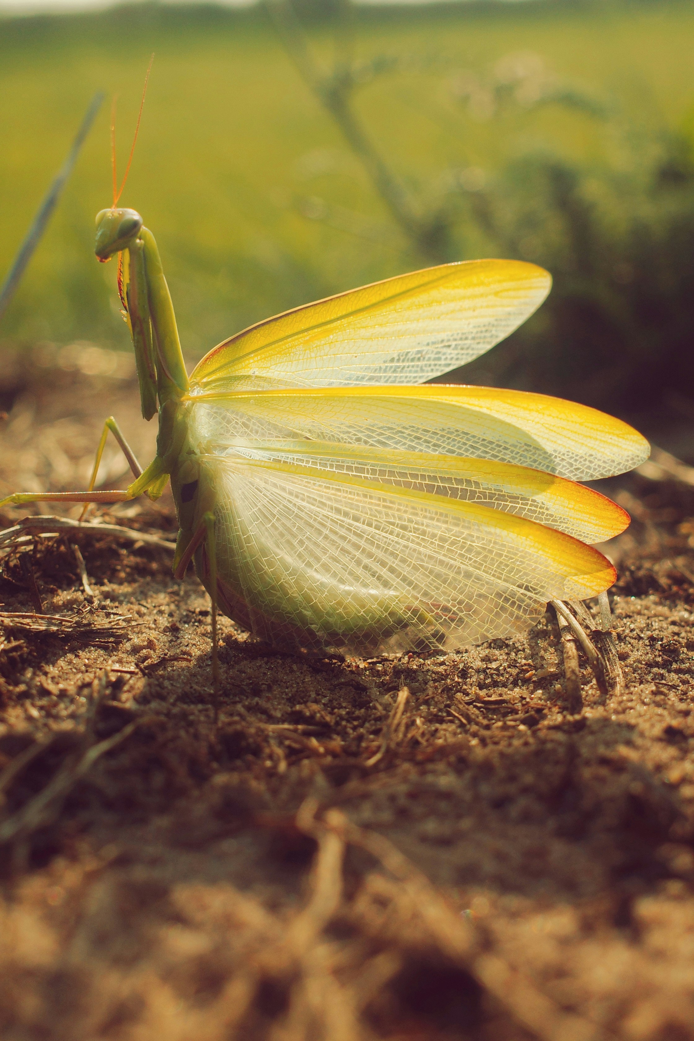 Gold-winged Praying Mantid in Ground-Level Sunlit Grasp