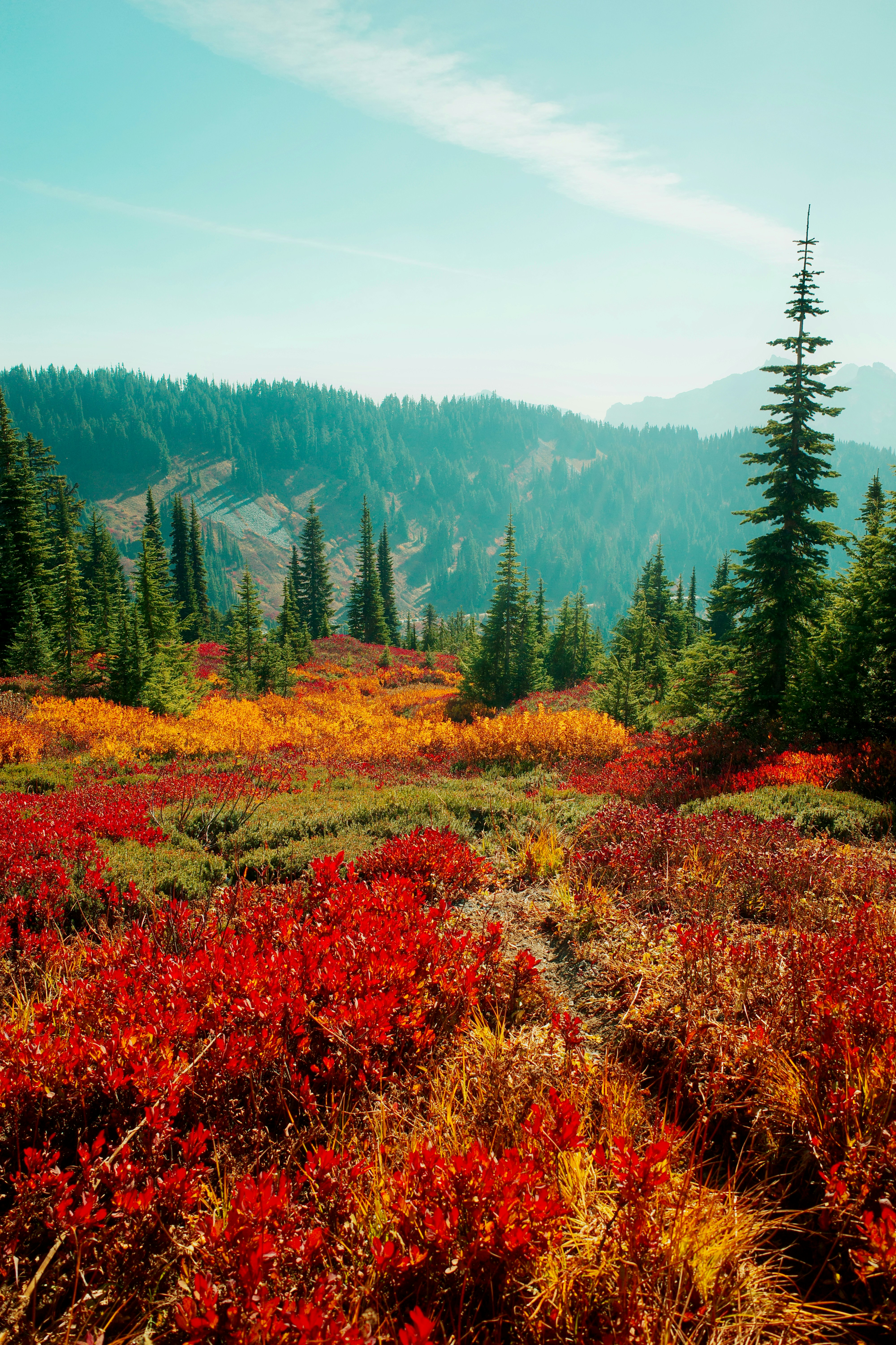 Autumn Conifer Crest Over a Sea of Ember Field