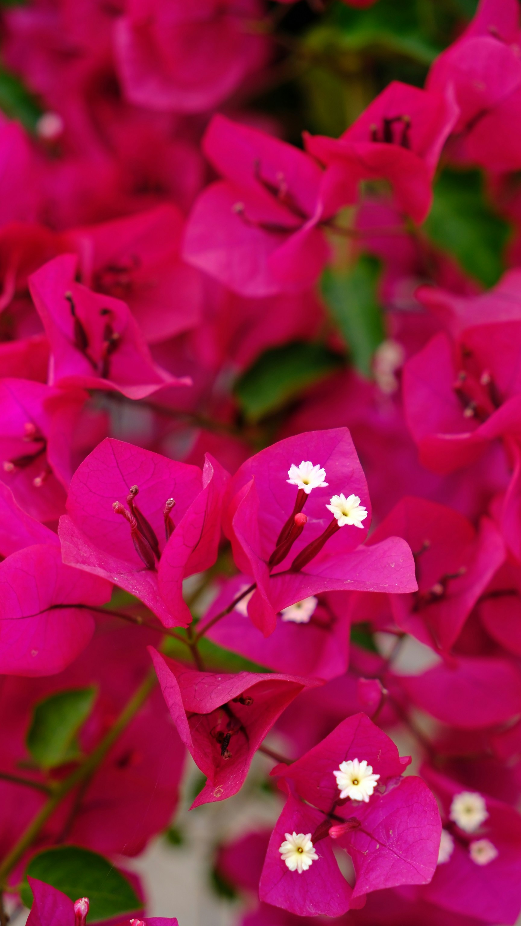 Vivid Bougainvillea Close-Up with White-Flower Accents