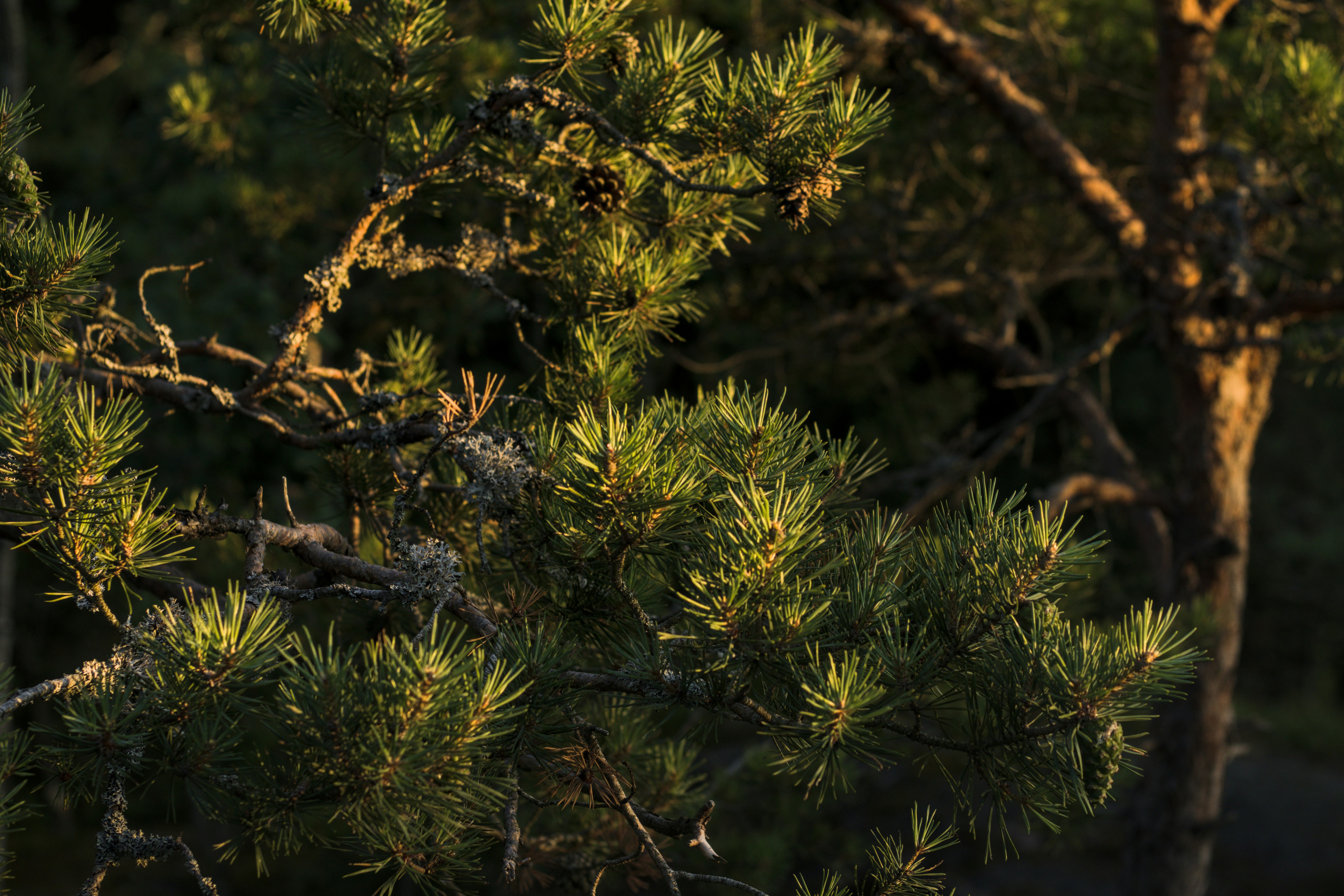 Sunlit Pine Needles in Quiet Forest Shade