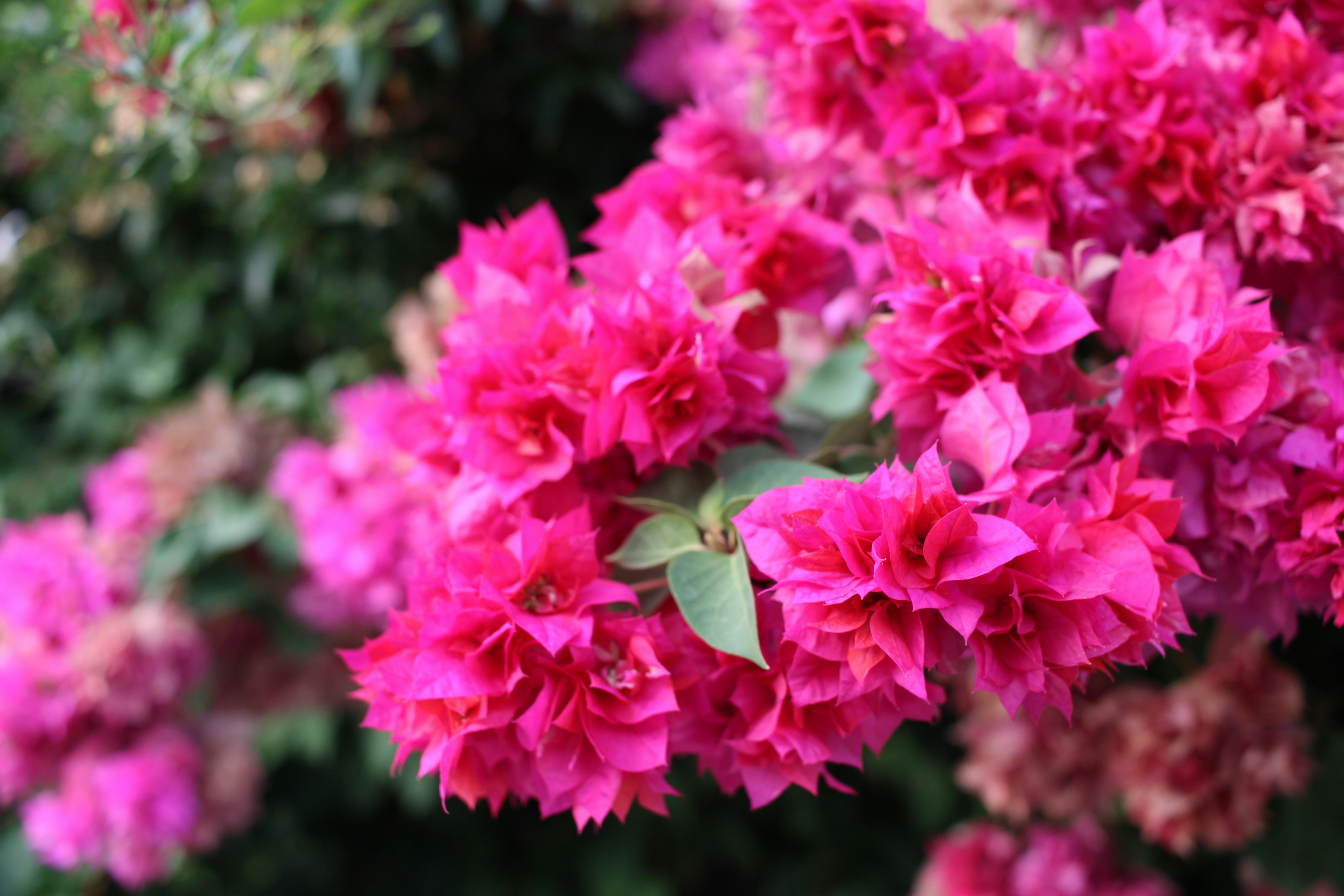 Bright pink bougainvillea blossoms cascade across a dark leafy background, highlighting dense flower clusters and vivid color with shallow depth.