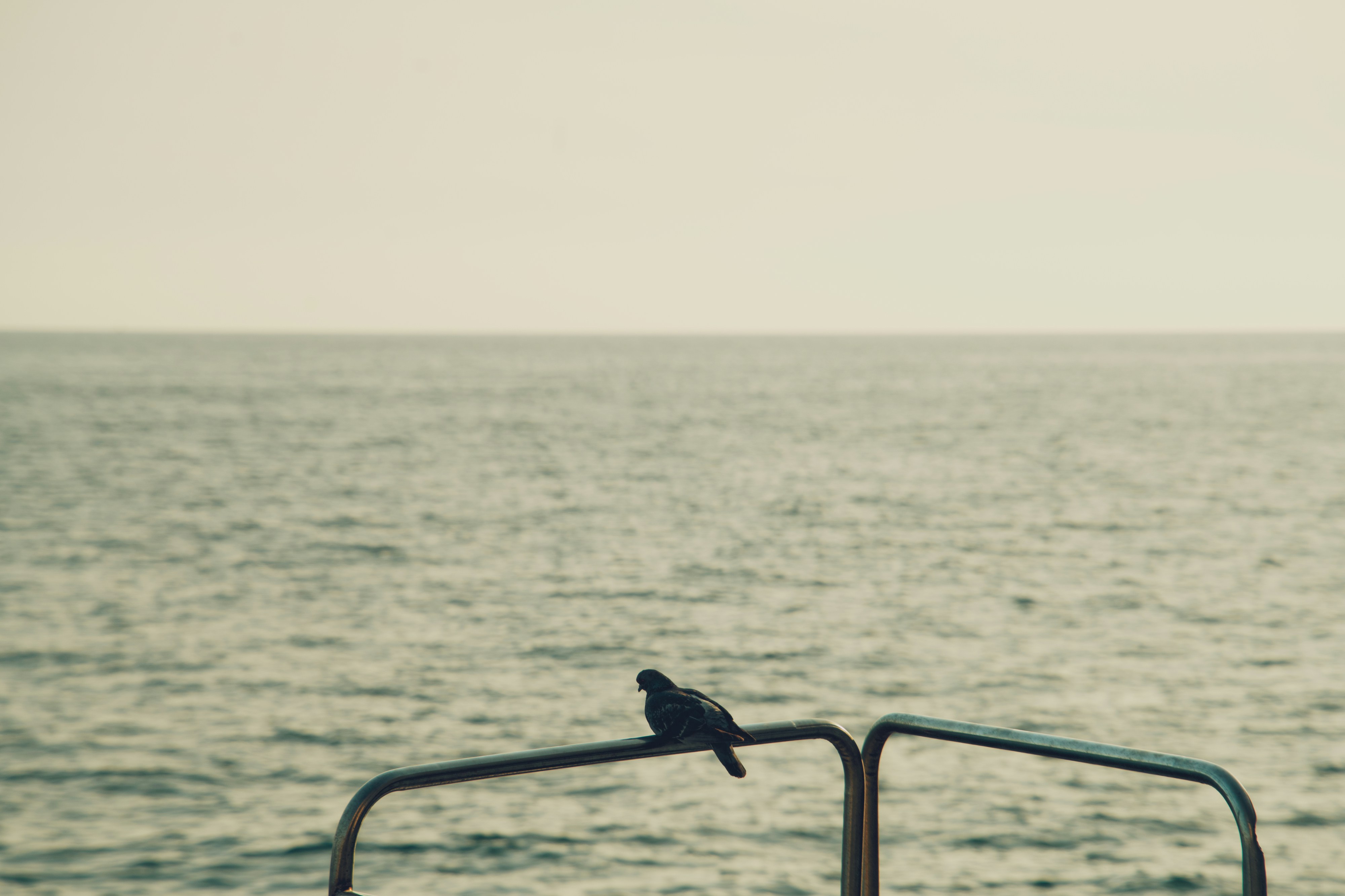 A lone seabird perches on a rail above calm tides