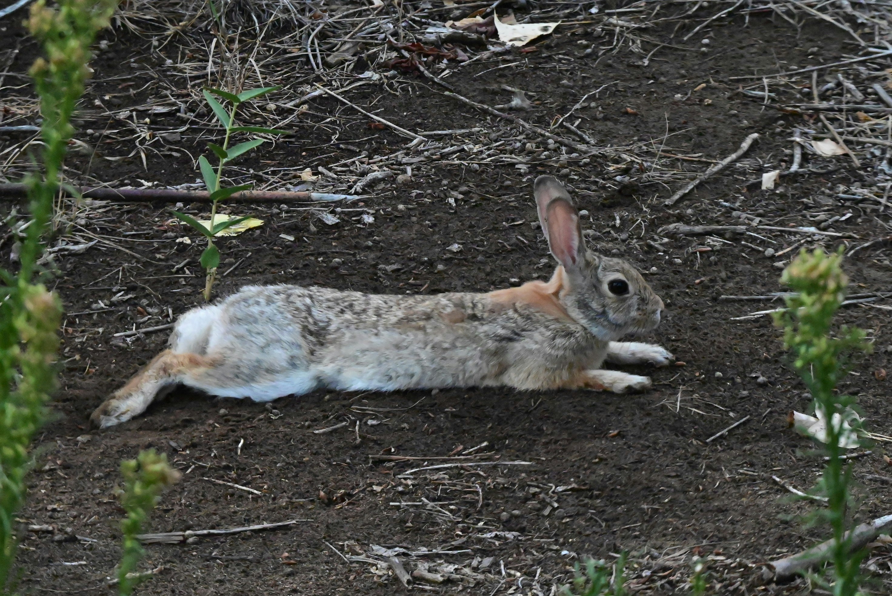 Grounded Pause: A Curious Rabbit Reposed in Earth and Debris