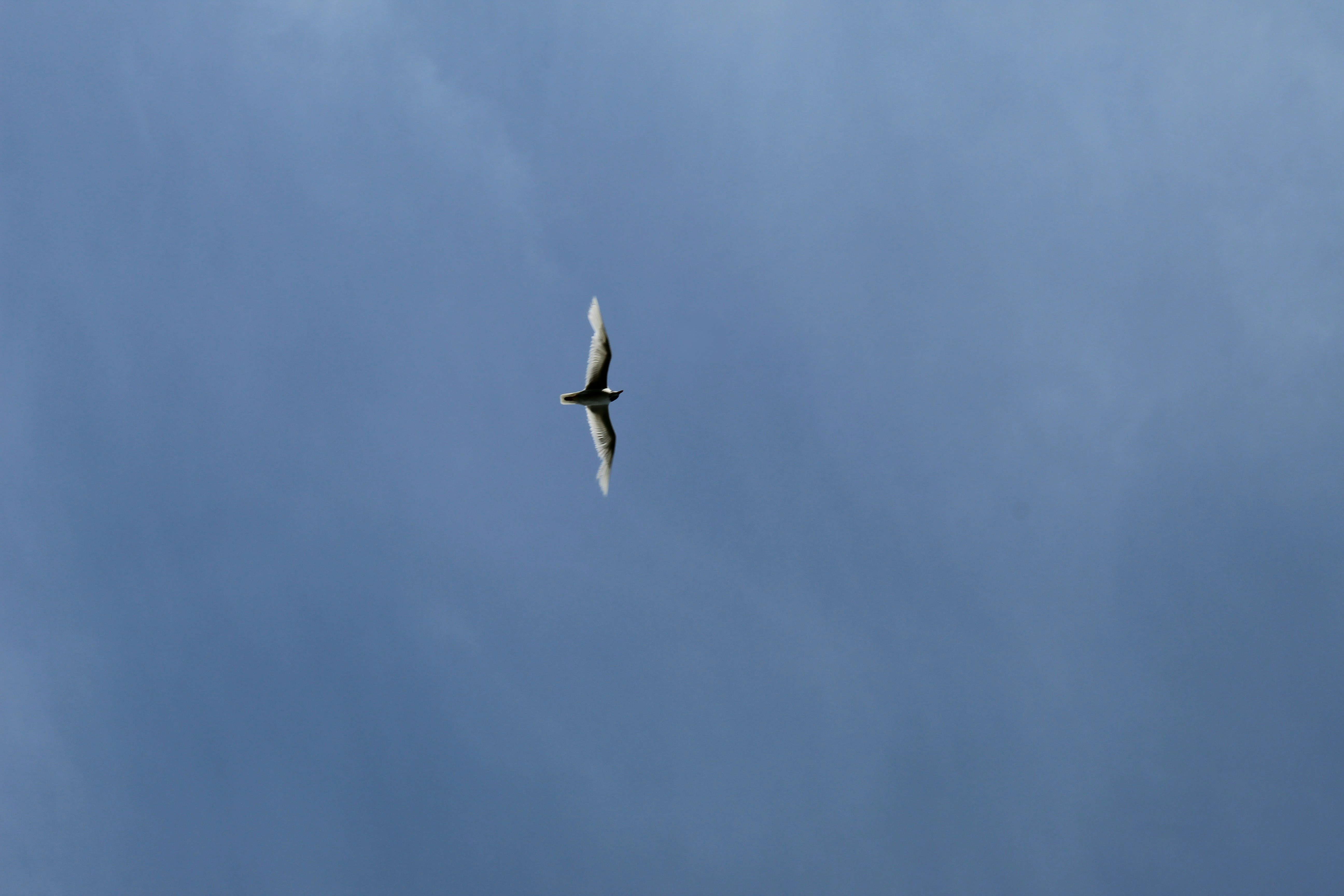 Soaring Silence: A Seagull Dives Through Open Sky