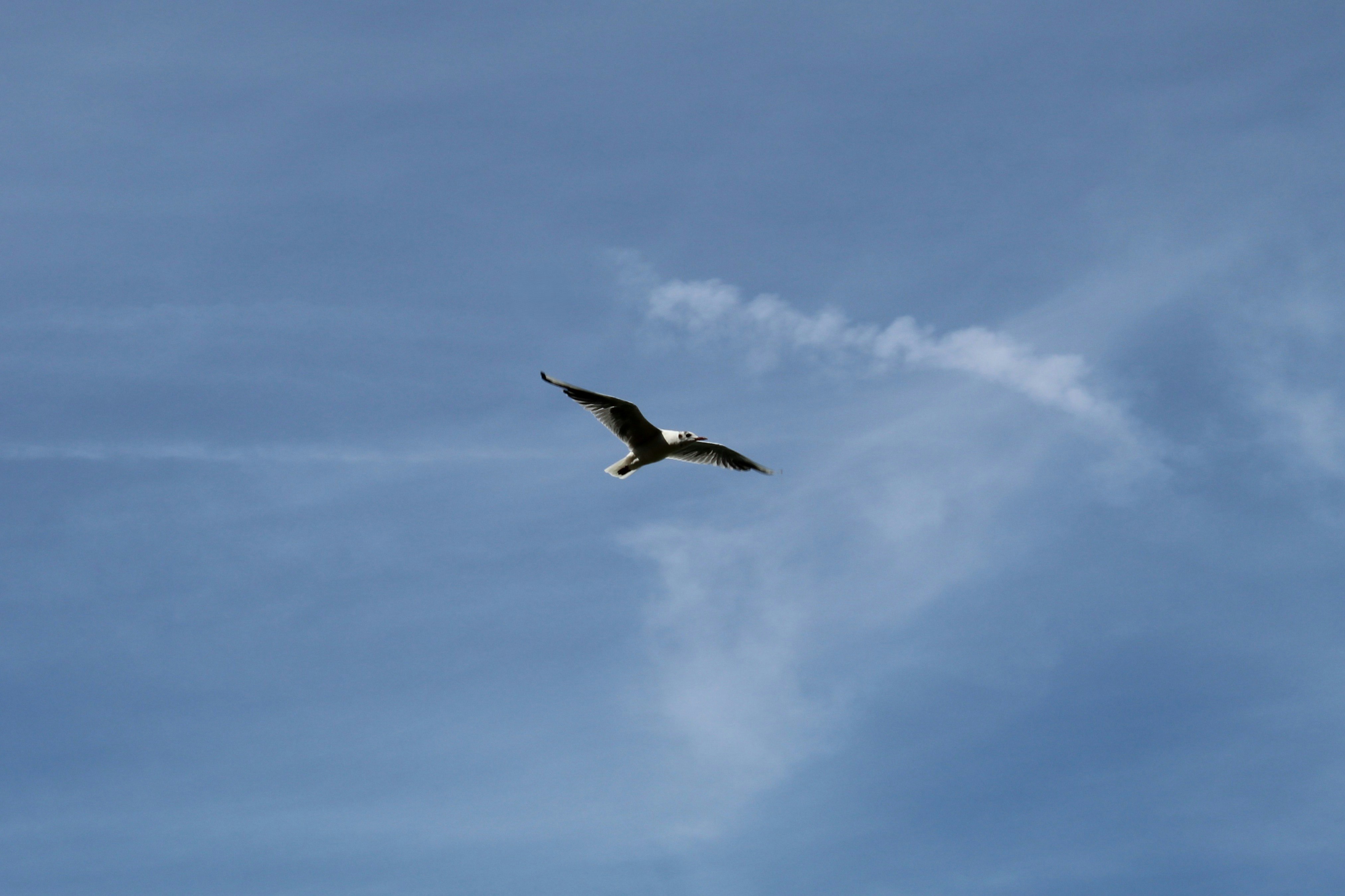 Soaring Alone: A lone seabird traces a quiet arc across a pale blue sky