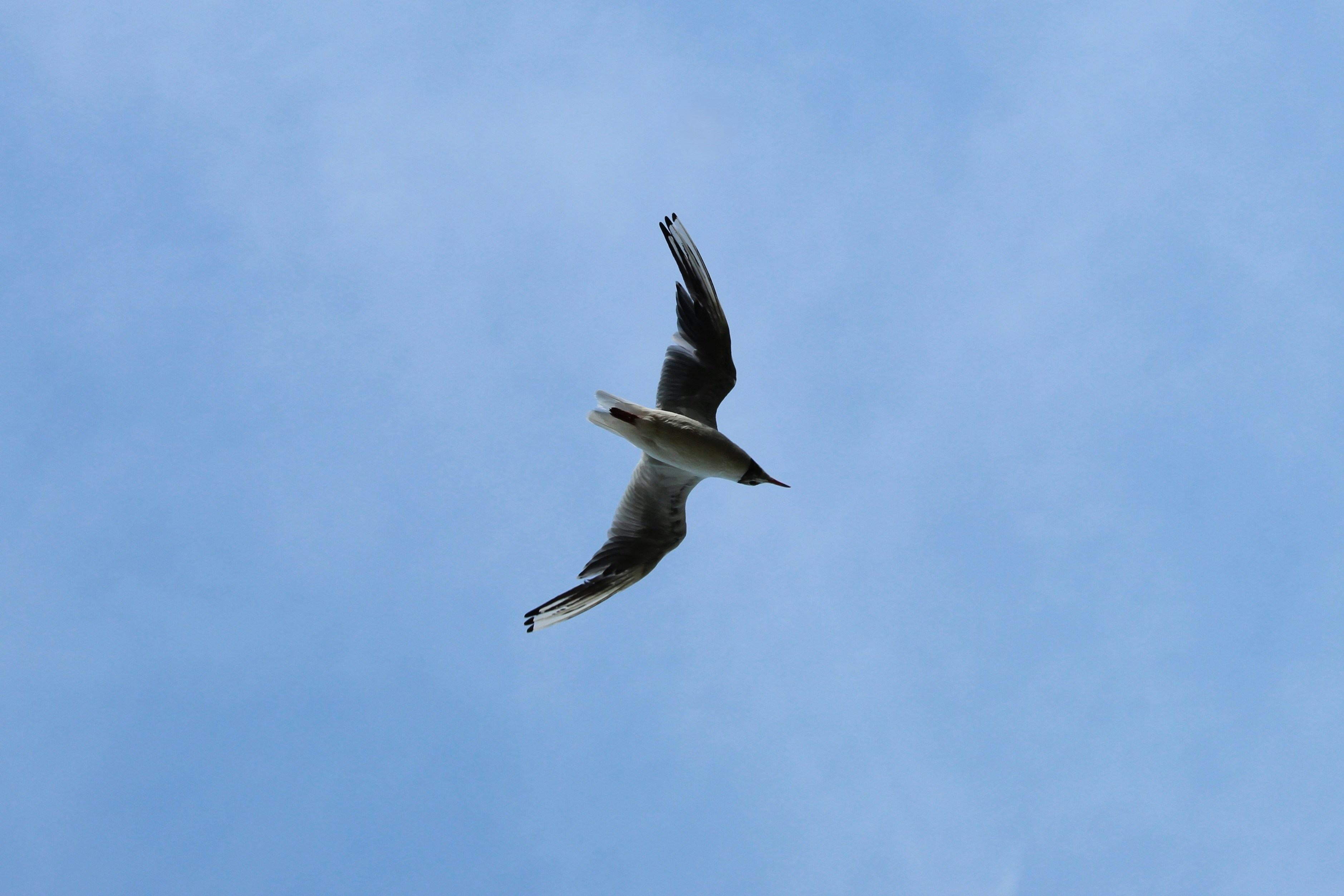 Soaring Gannet: A Clean Break from the Blue