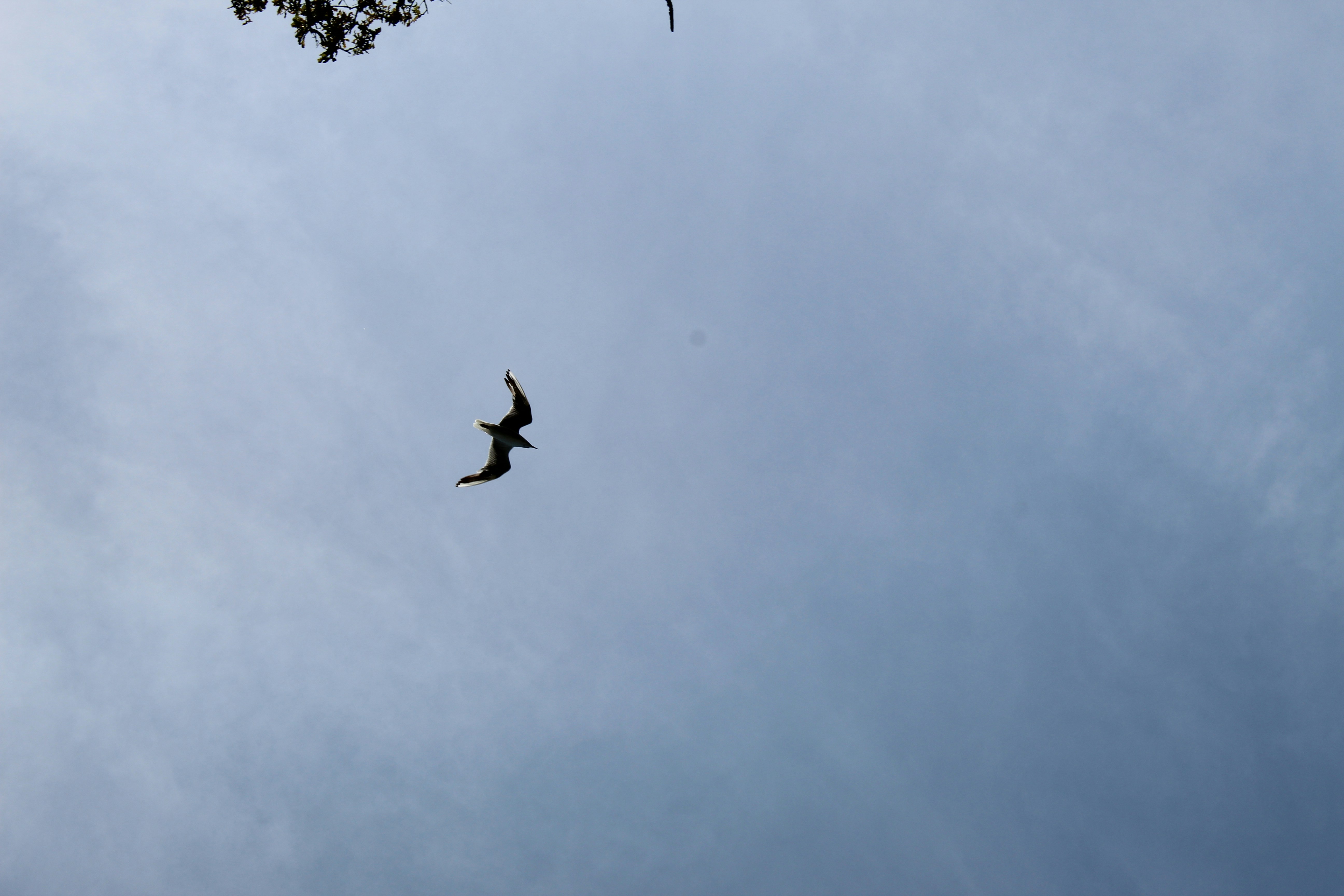 A lone bat traces a quiet arc across an endless blue