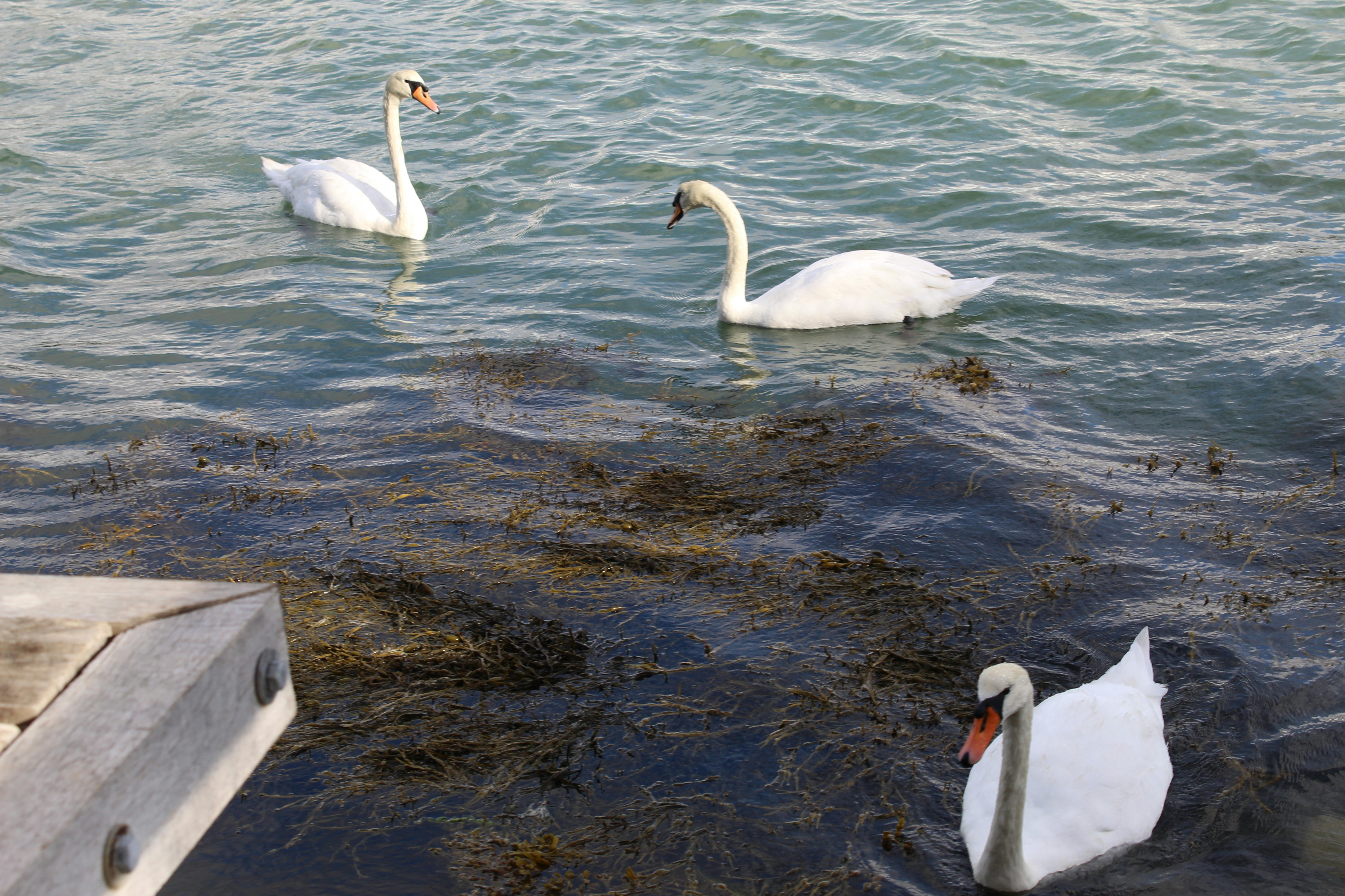  Trio of Swans at the Water's Edge