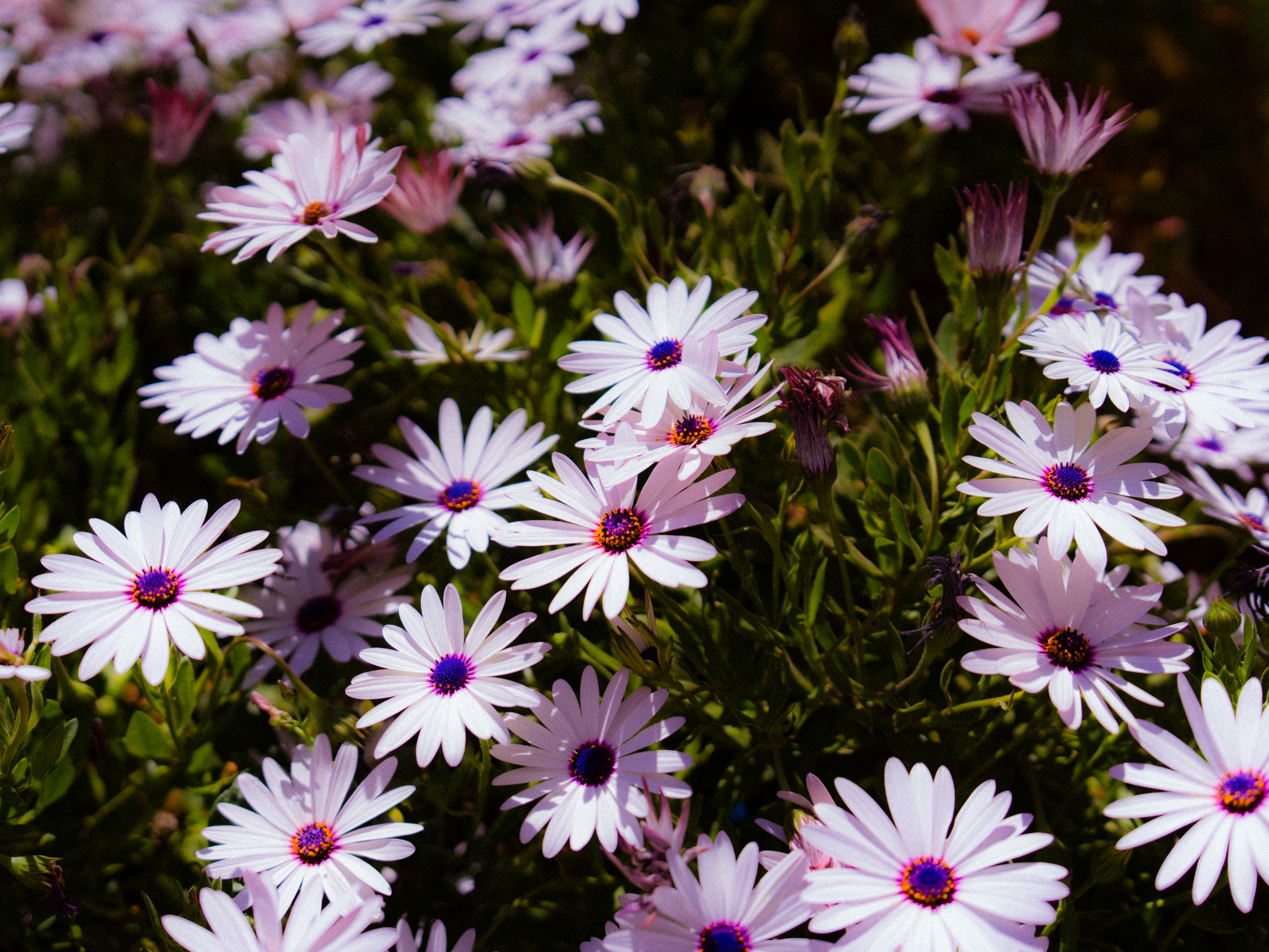Lavender-tinged Daisies: A Burst of Spring in Macro Light