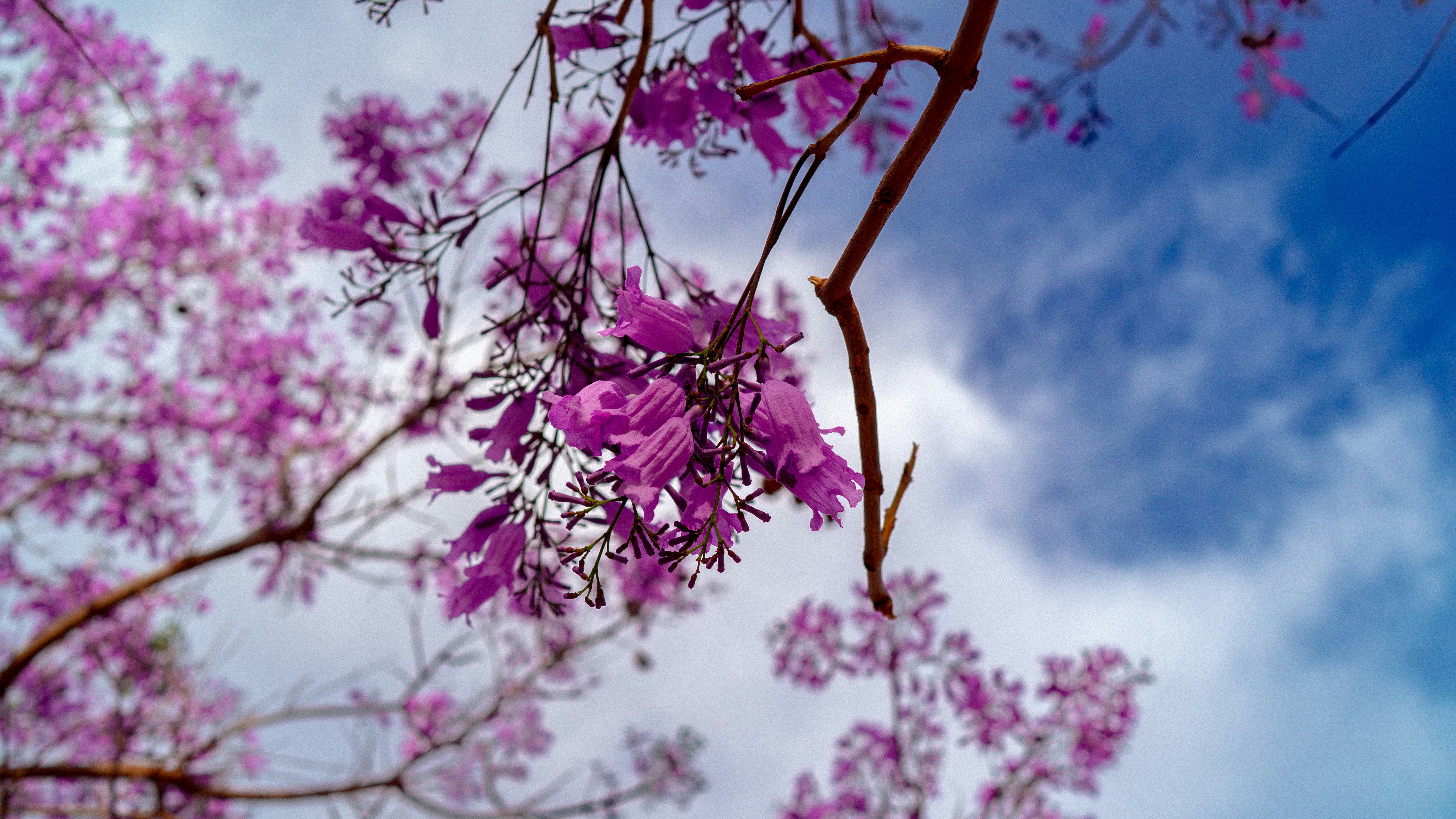 Magnolia Sprigs Against a Blue Sky