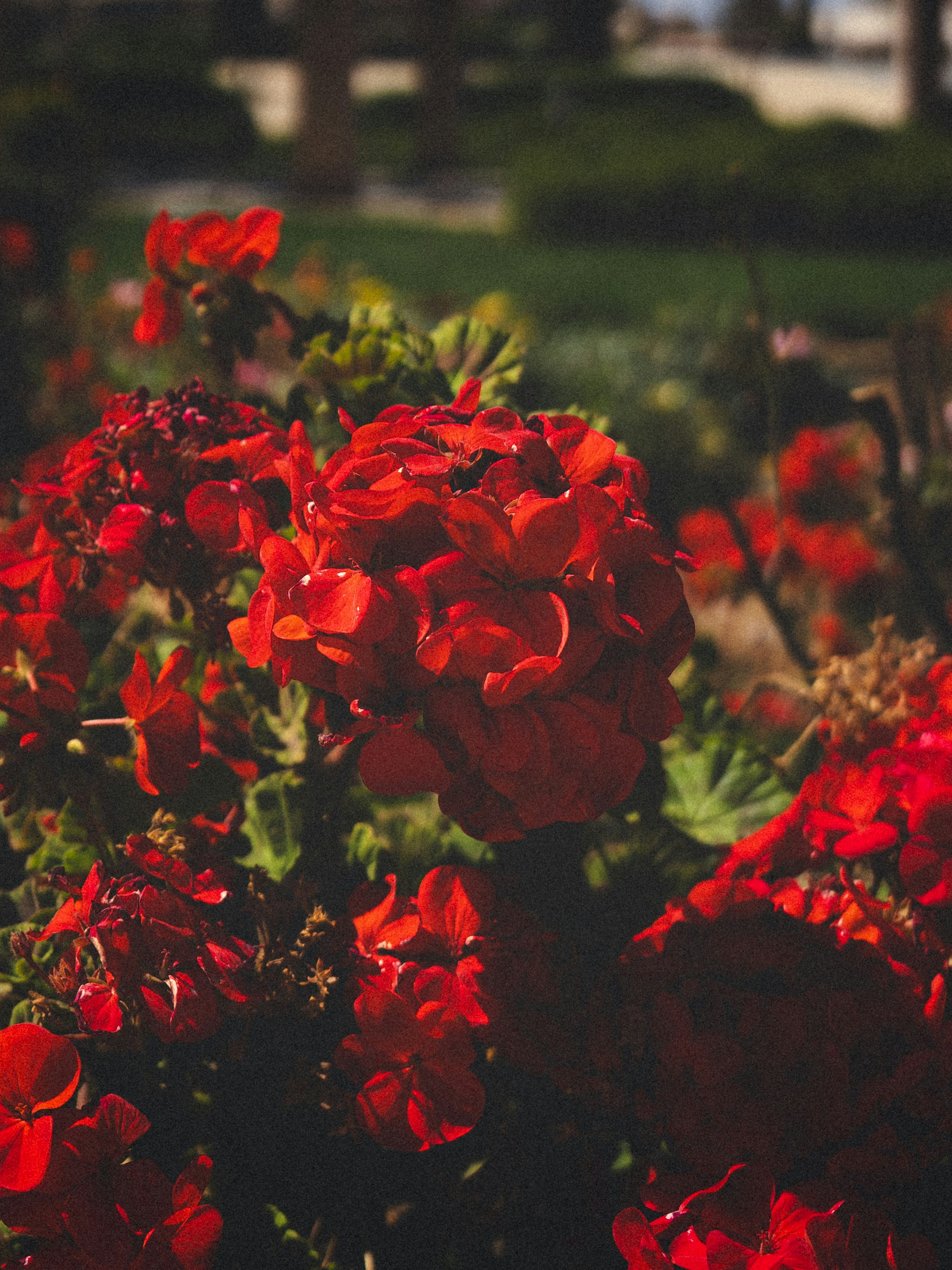 Crimson Cluster: A Sunlit Bloom in a Quiet Garden