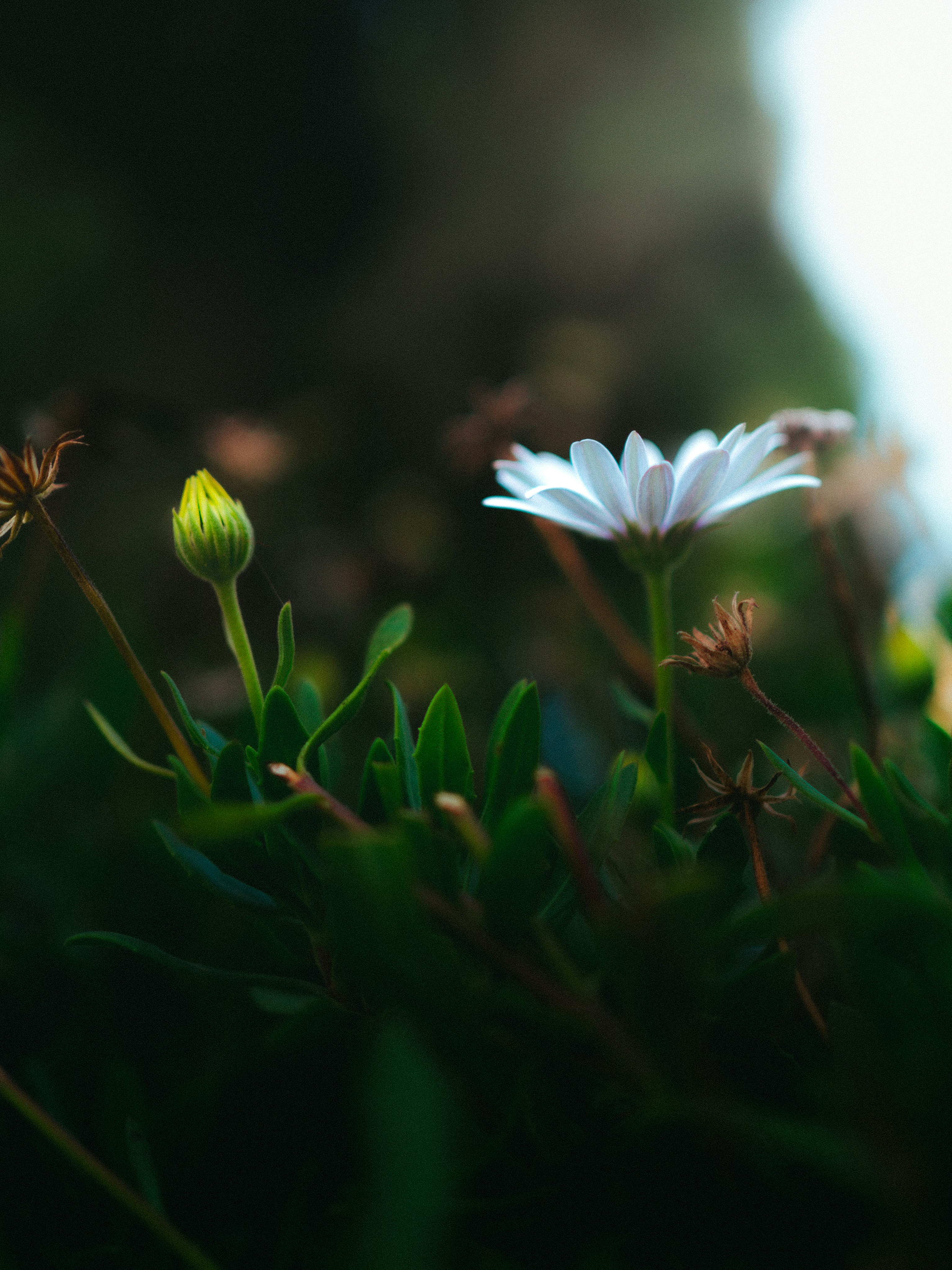 Close-up of a white daisy blooming among green foliage with soft bokeh in the background; a small bud nearby adds context. Photograph emphasizing delicate petals and natural light in a garden scene.