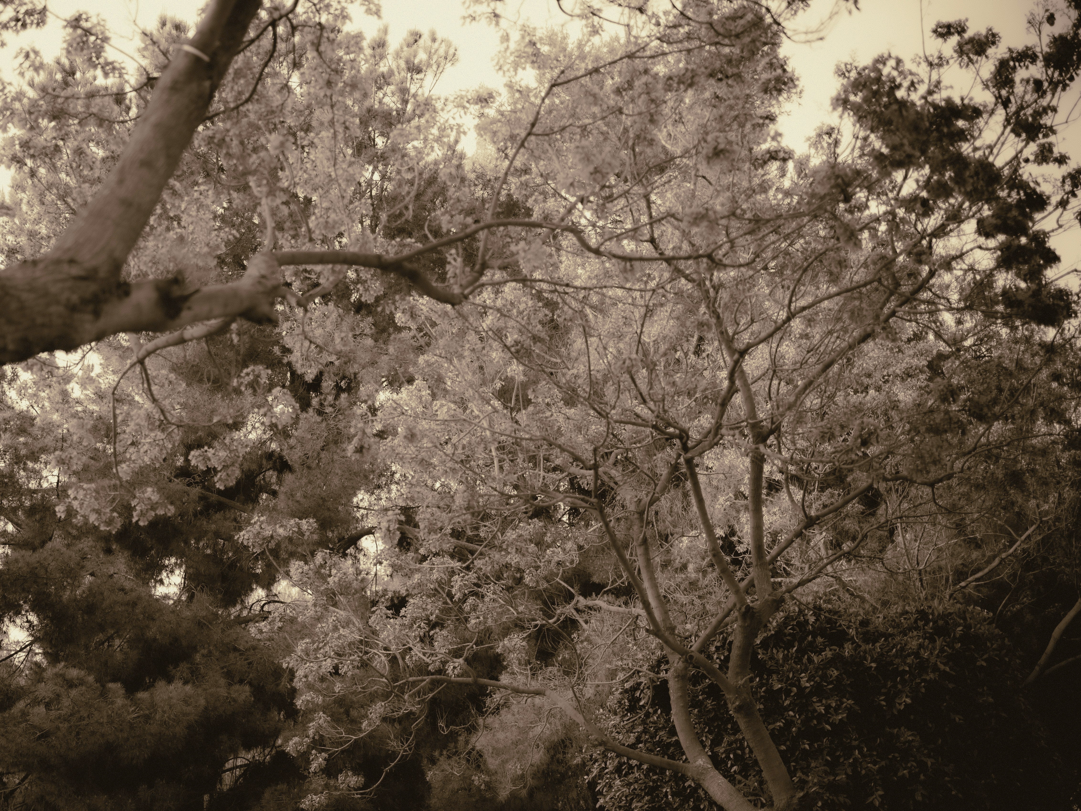 Sepia Canopy: A Quiet Portrait of Tree Arms and Distant Light