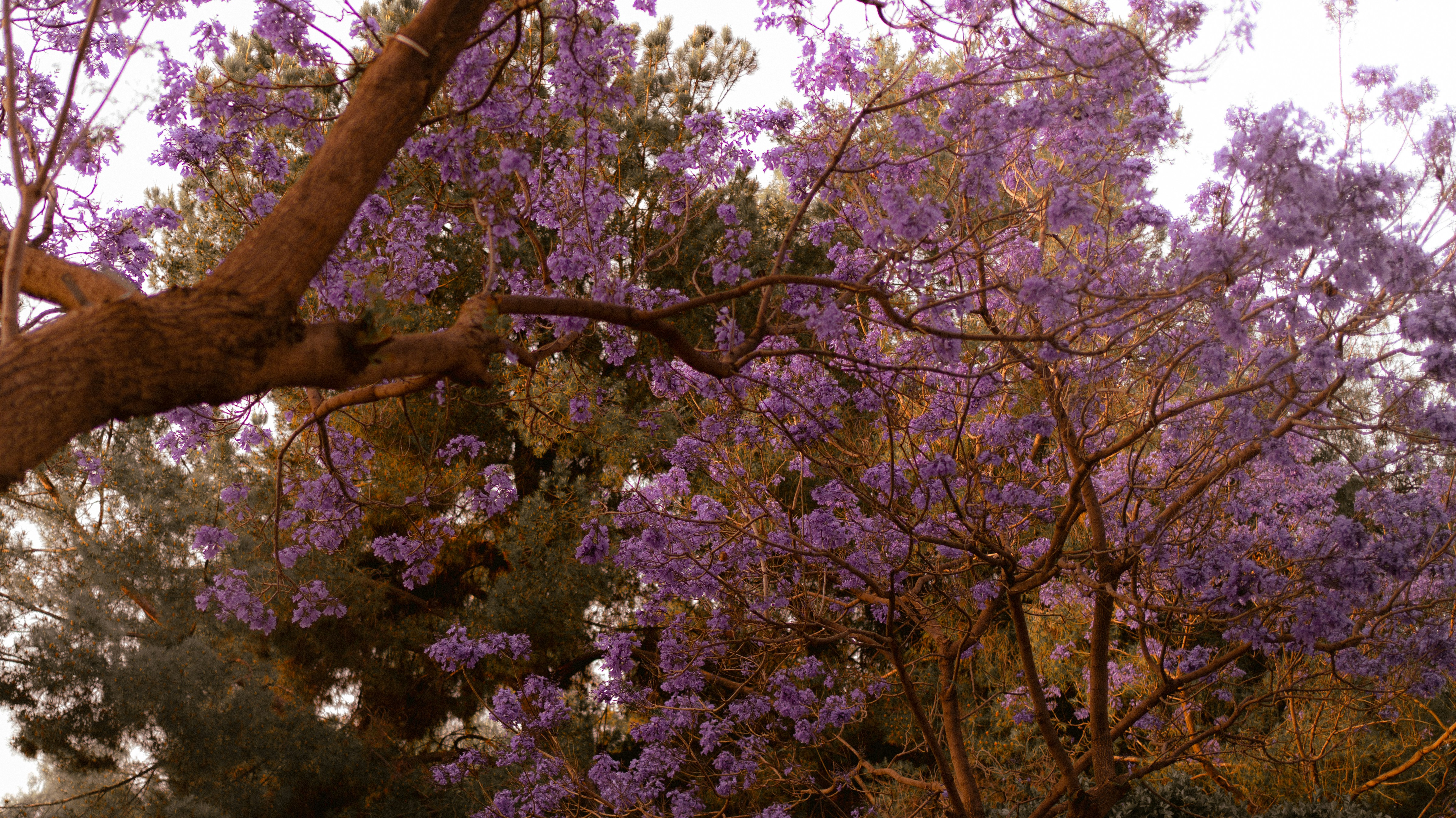 Lilac Canopy: Sunlit Bloom Against a Woven Sky