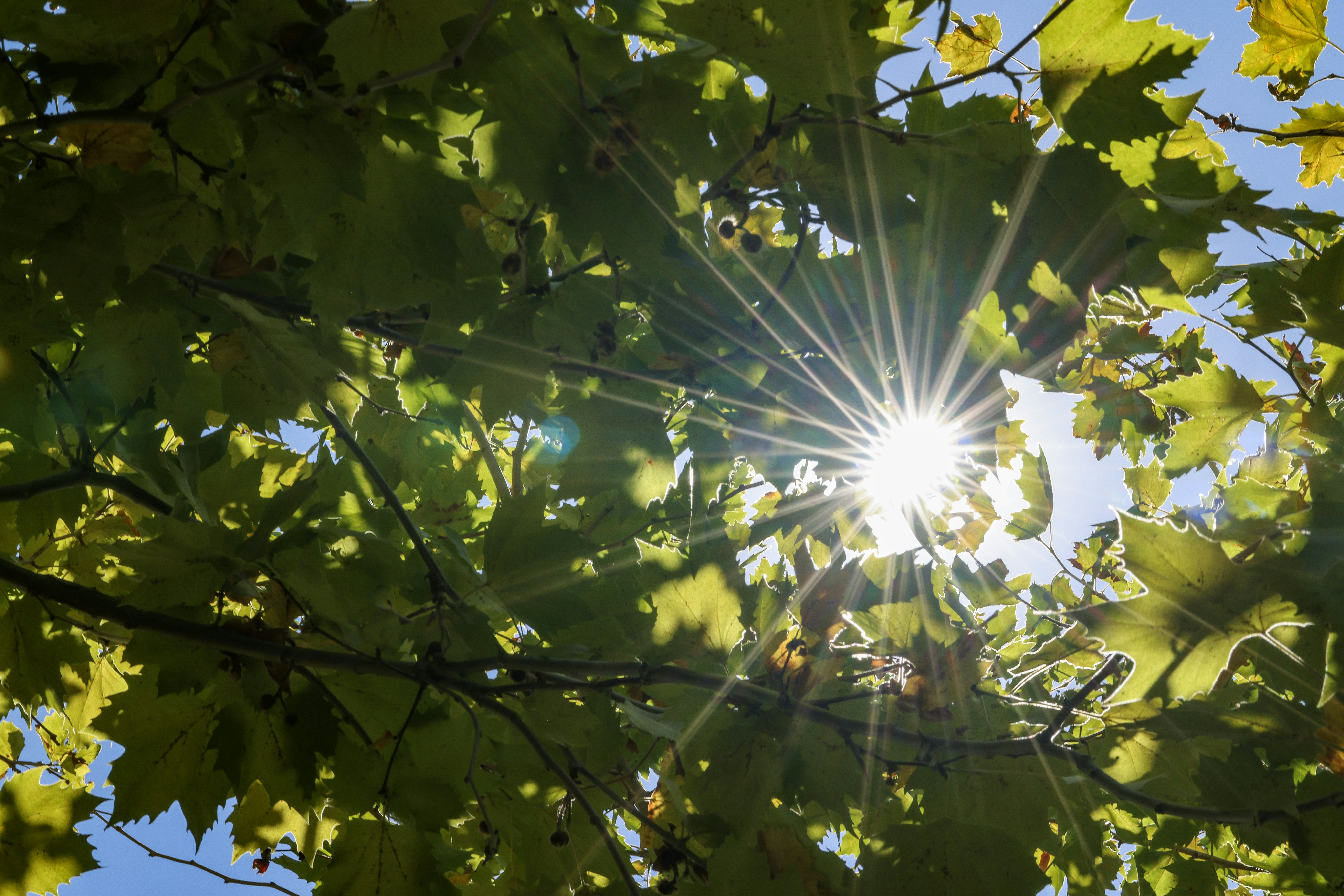 Sunburst Through Verdant Canopy Overhead