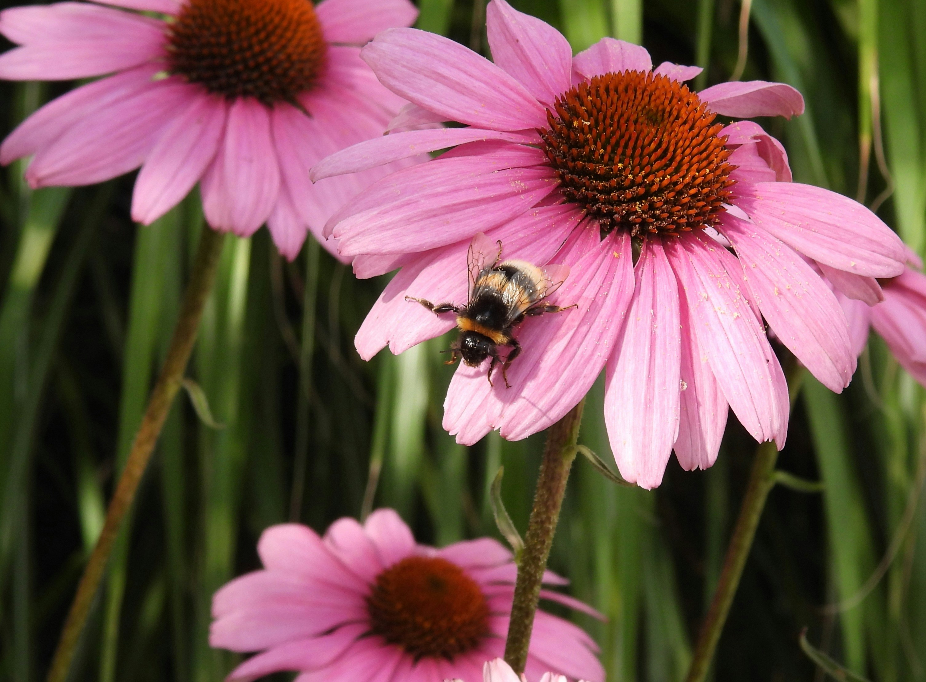 Pink coneflowers with a bumblebee resting on the central petal, foregrounding the pollinator amidst green stems.