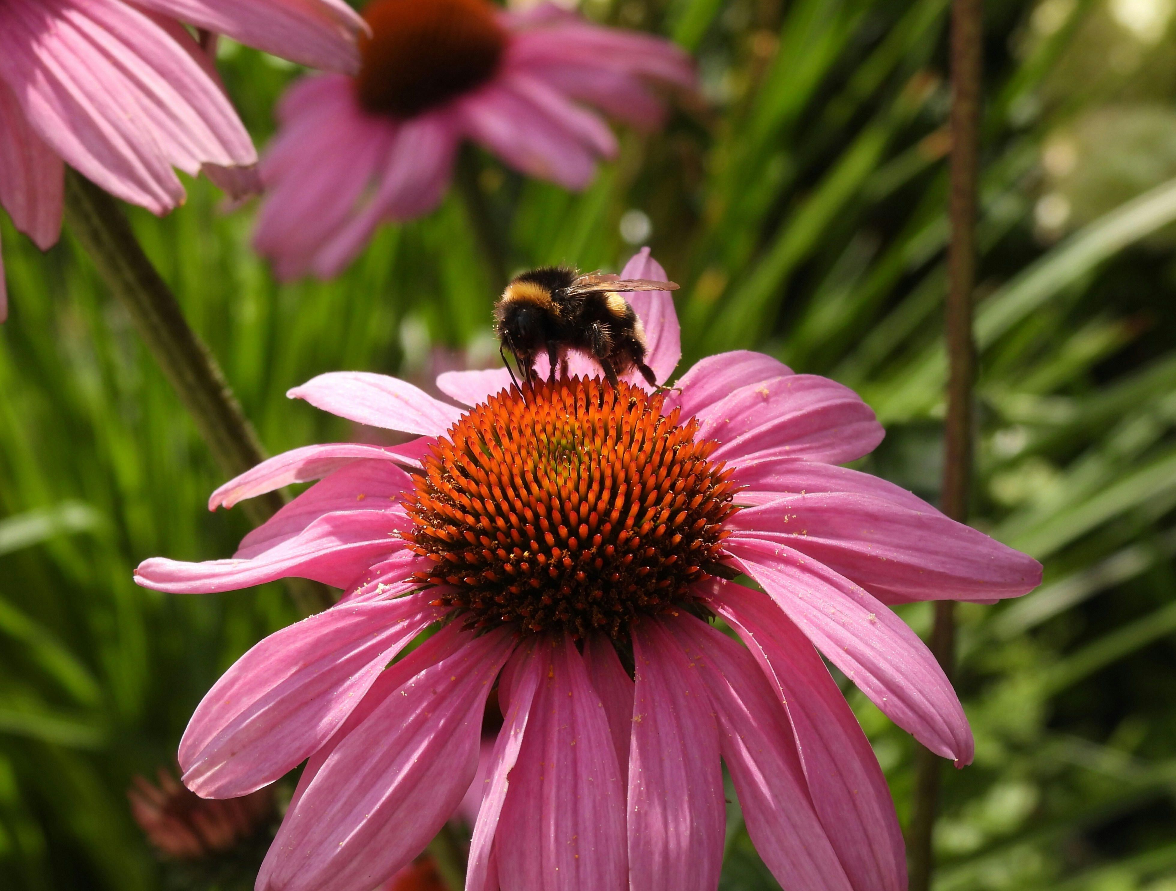 Close-up of a bumblebee feeding on the orange center of a pink echinacea bloom, with green garden foliage in the background. The image highlights pollinator activity and floral detail, suitable for garden or nature contexts.