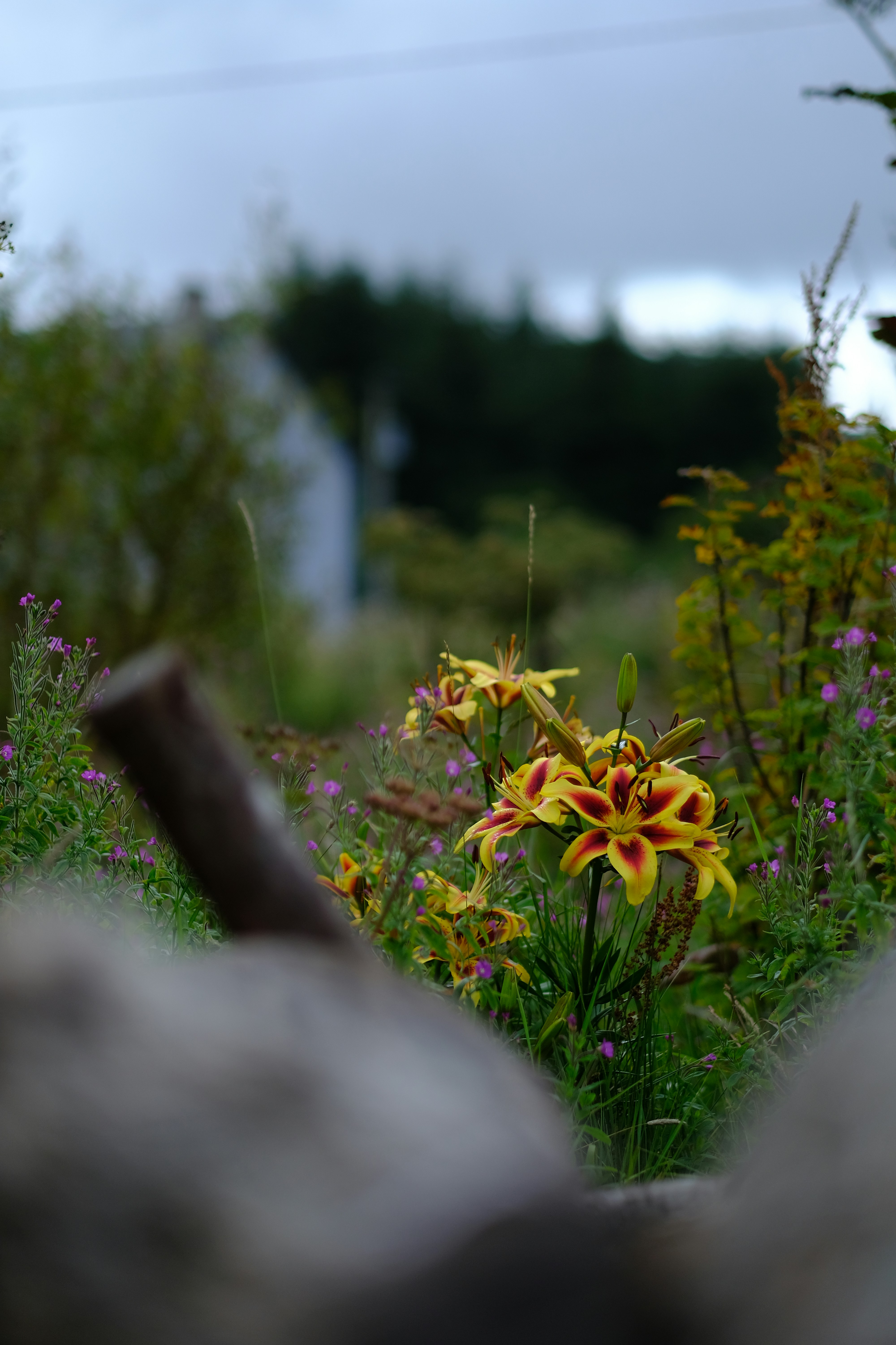 Sunlit Stargazer Lily Amid a Wildflower Rush