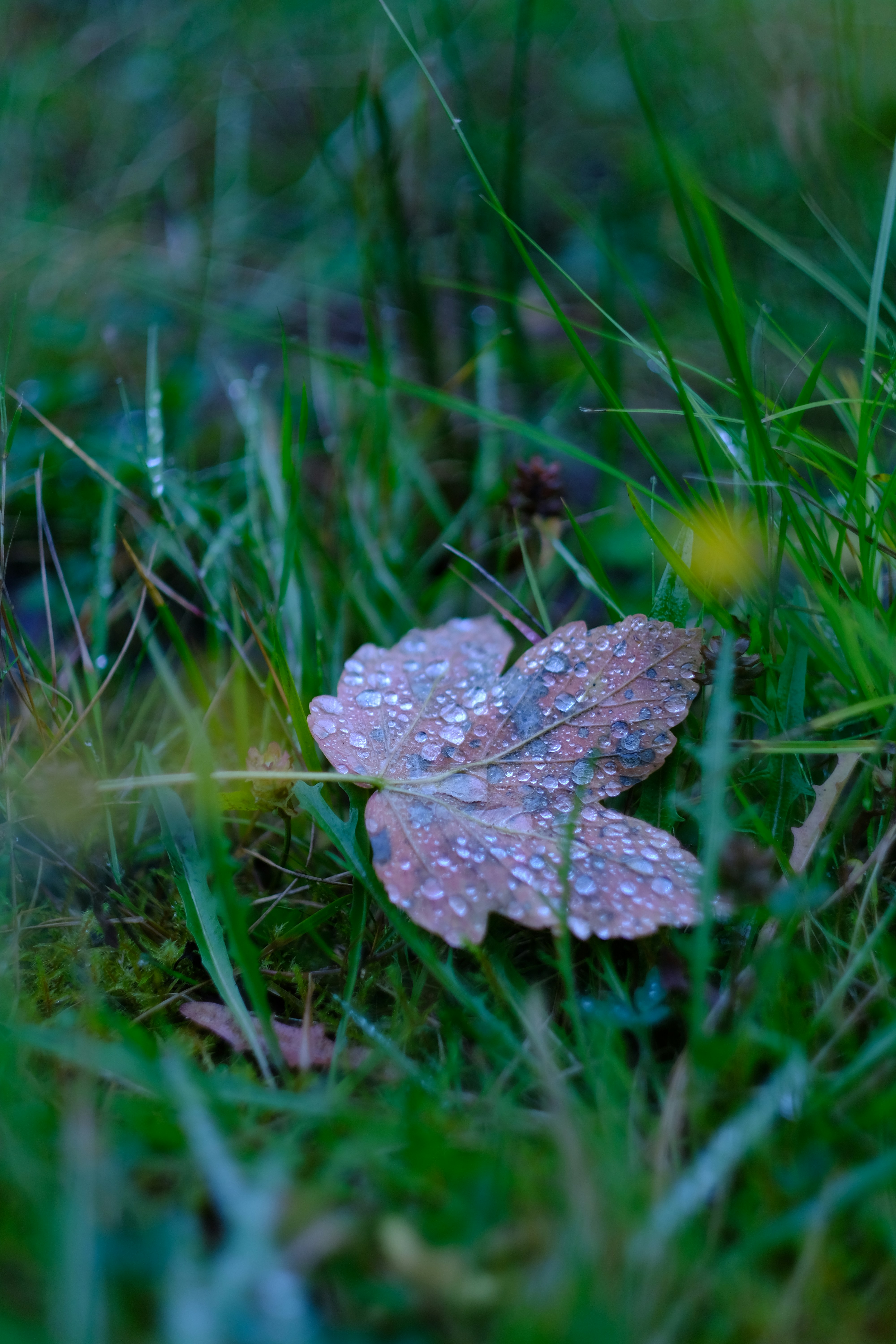 Dew-kissed Leaf in Quiet Grass
