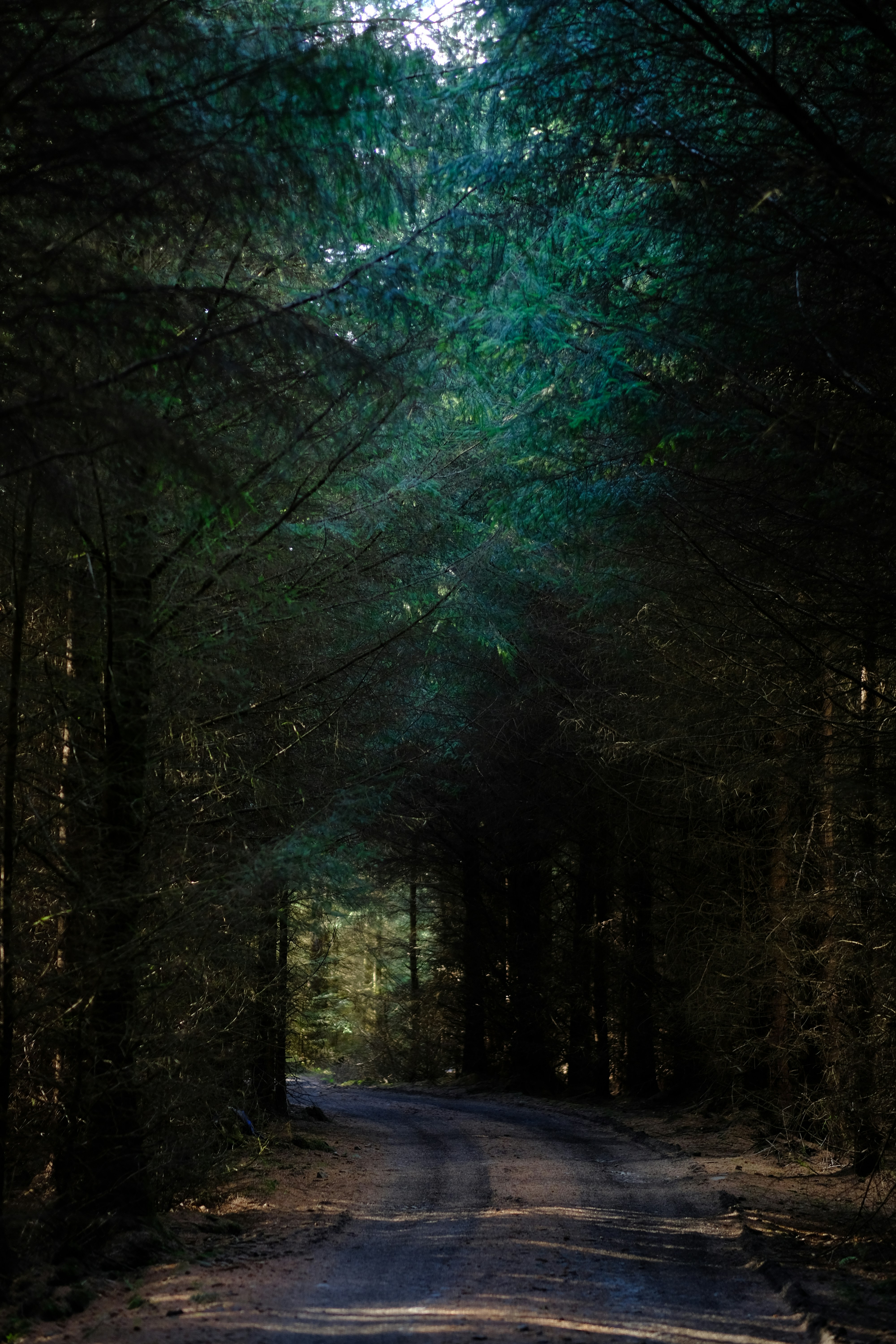 Forest Corridor: A Dappled Path Through Quiet Pines