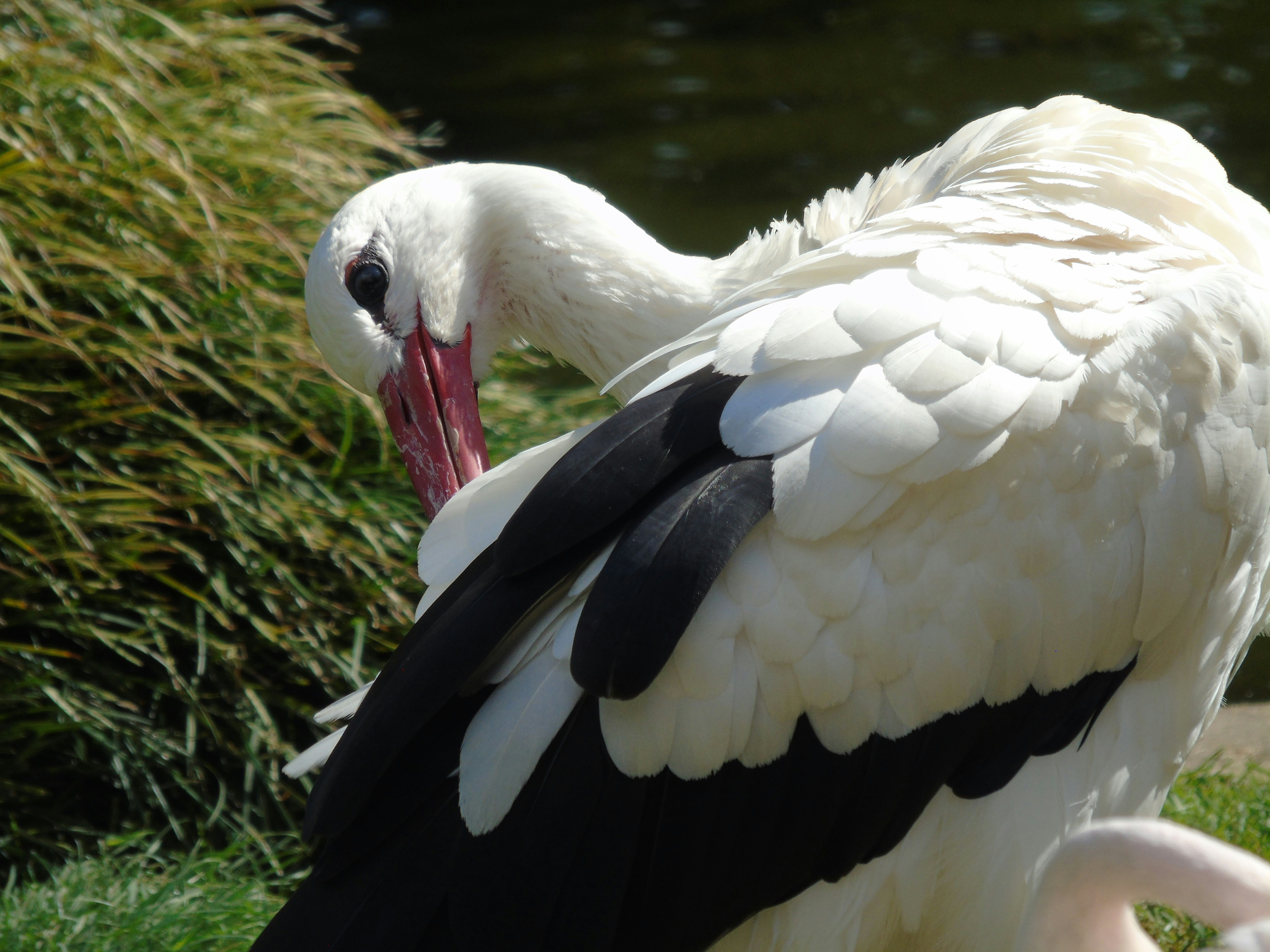 Preening Gull: Whiteness Against a Quiet Riverside Veranda