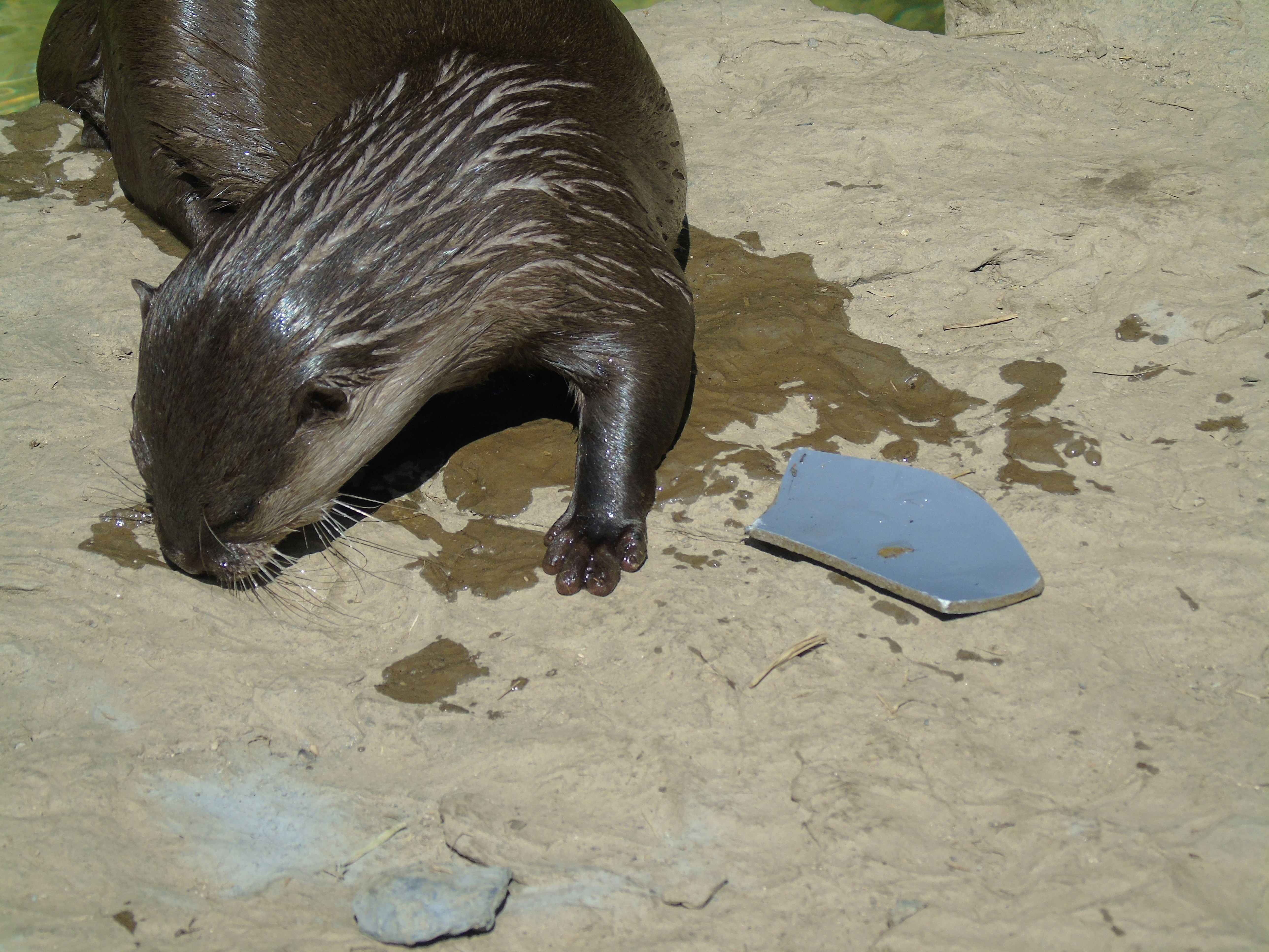 Ferret-like otter on a sandy beach with a small blue trowel nearby, damp footprints and wet fur suggesting recent activity near water.
