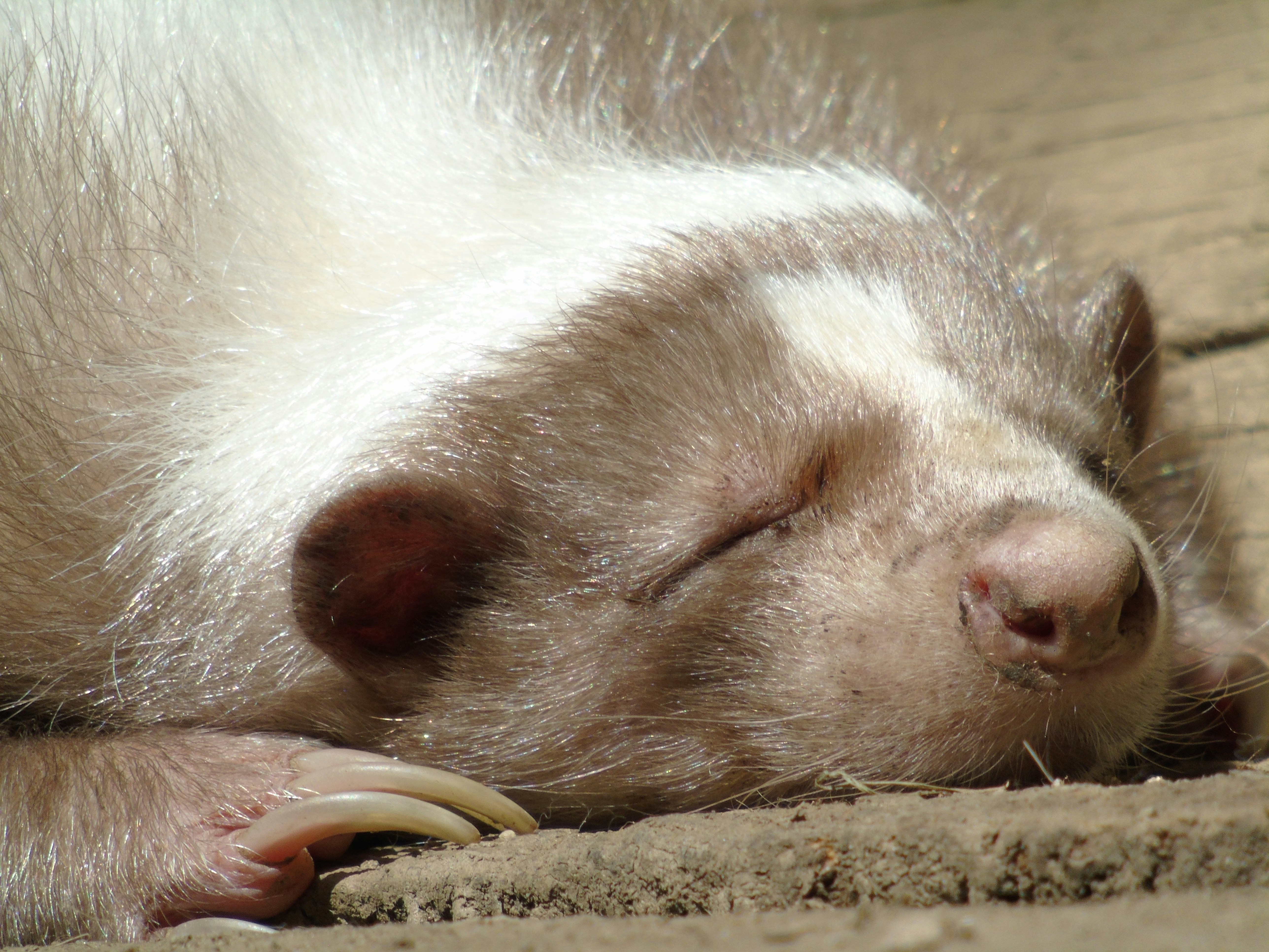 Slumbering Ferret Pup: A Quiet Moment in Soft Sand