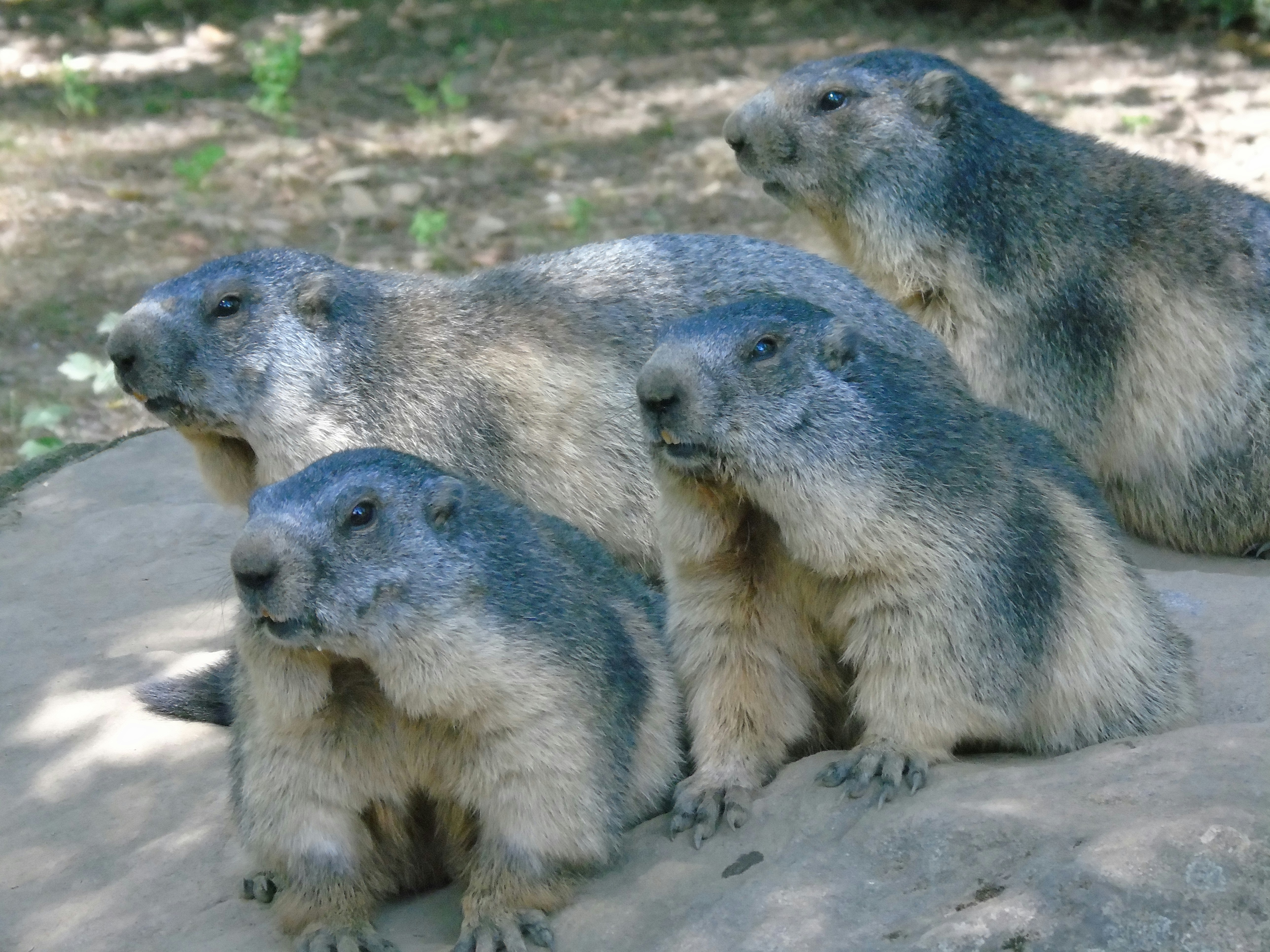  trio of alert marmots peer from a sunlit rock