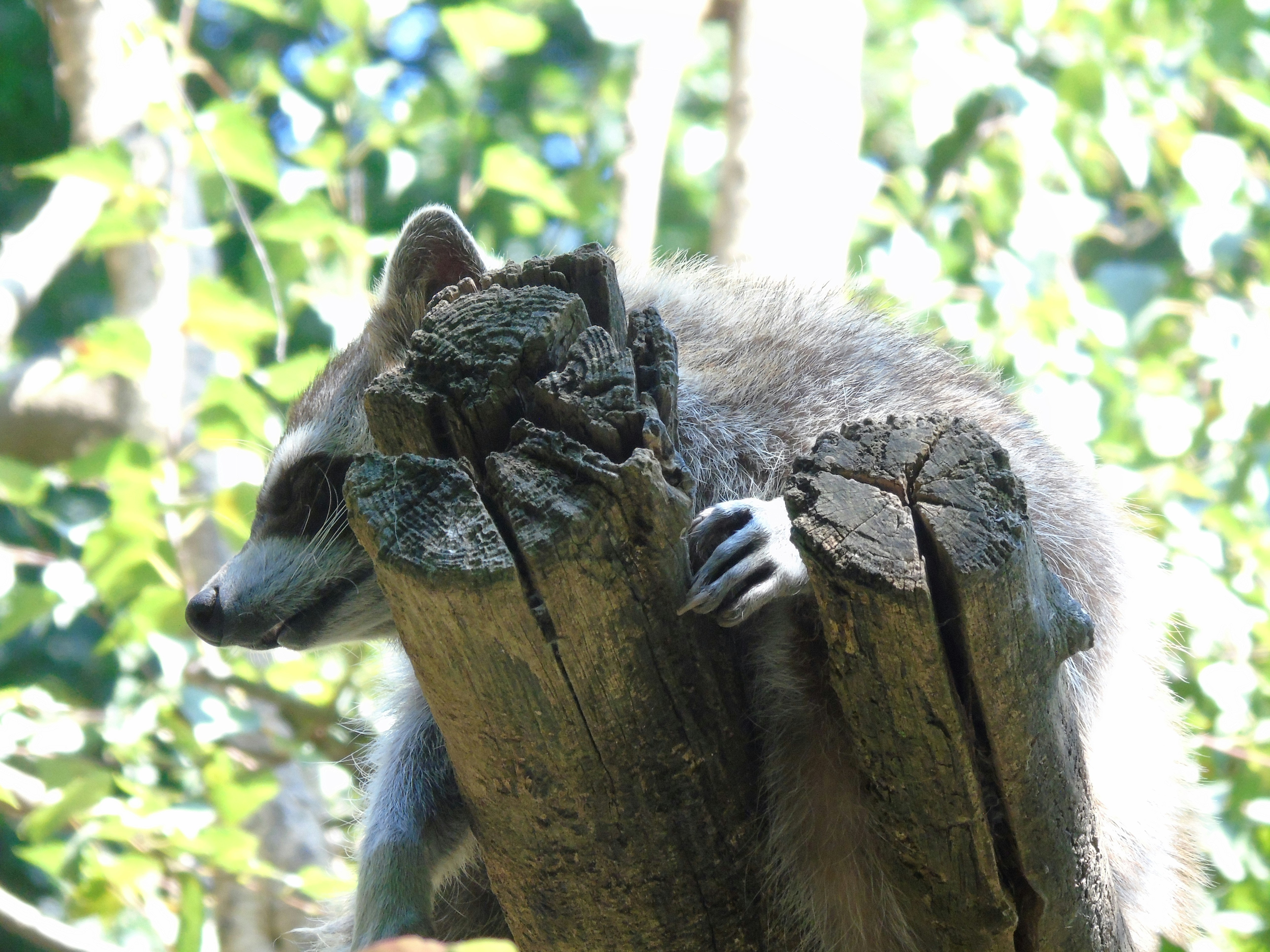 Weathered Fence Post Shelter: A Curious Squirrel Peers Over