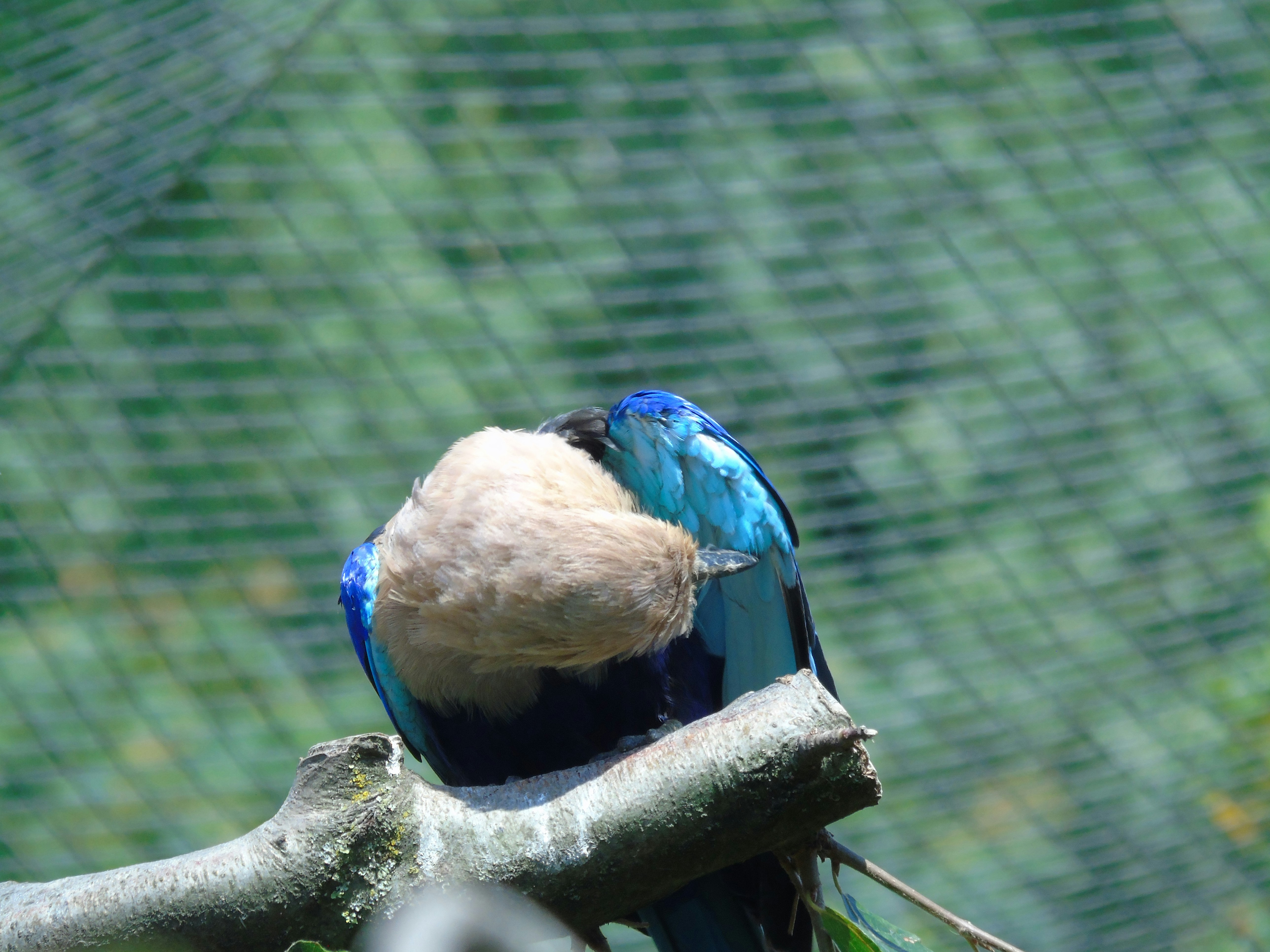 Azure Hued Confusion: A Kingfisher Napped on a Branch