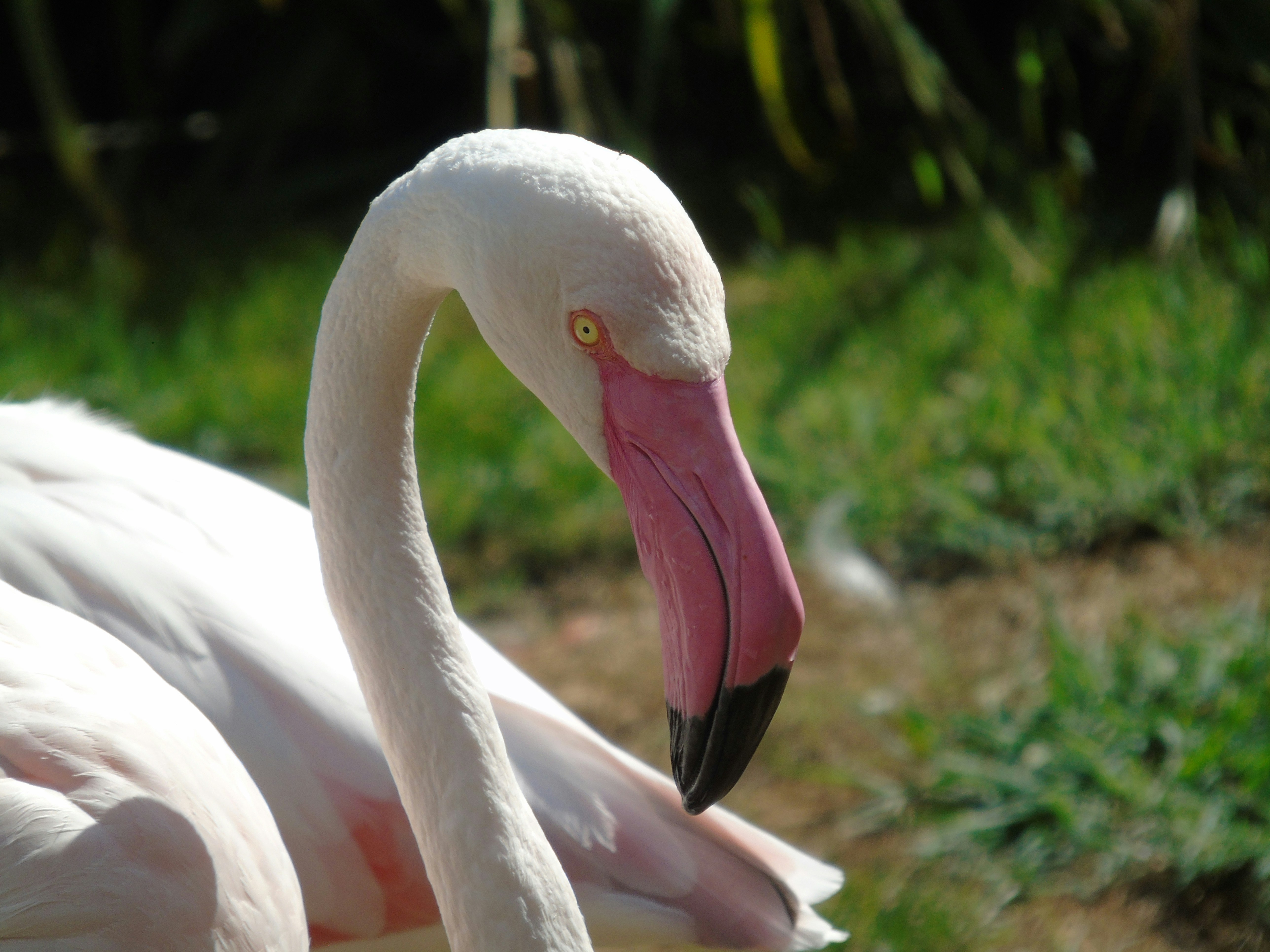 Curved Silhouette: A Flamingo's Pink Quiet Gaze