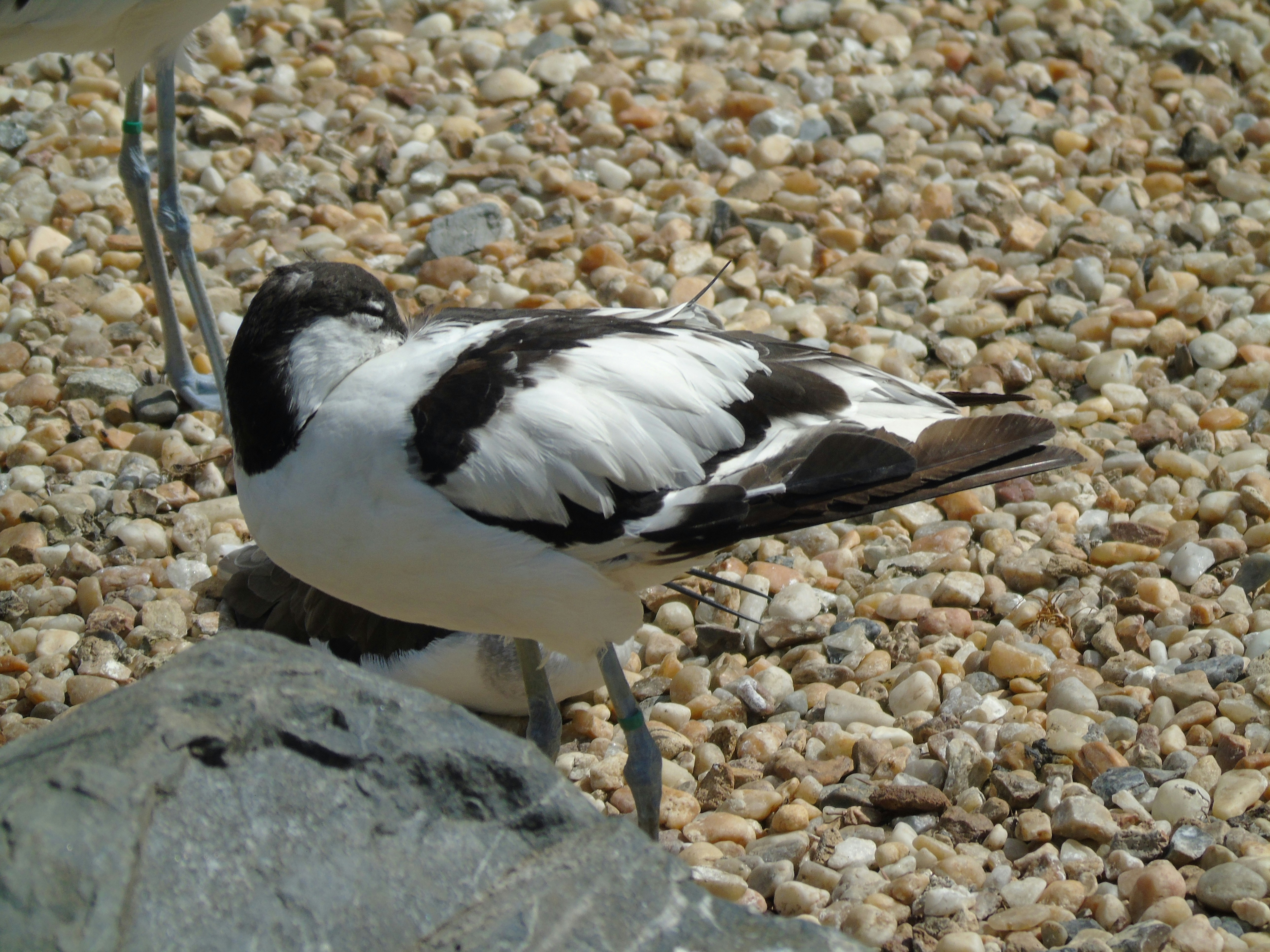 Stone-studded shore silhouette: a black-and-white avian pause