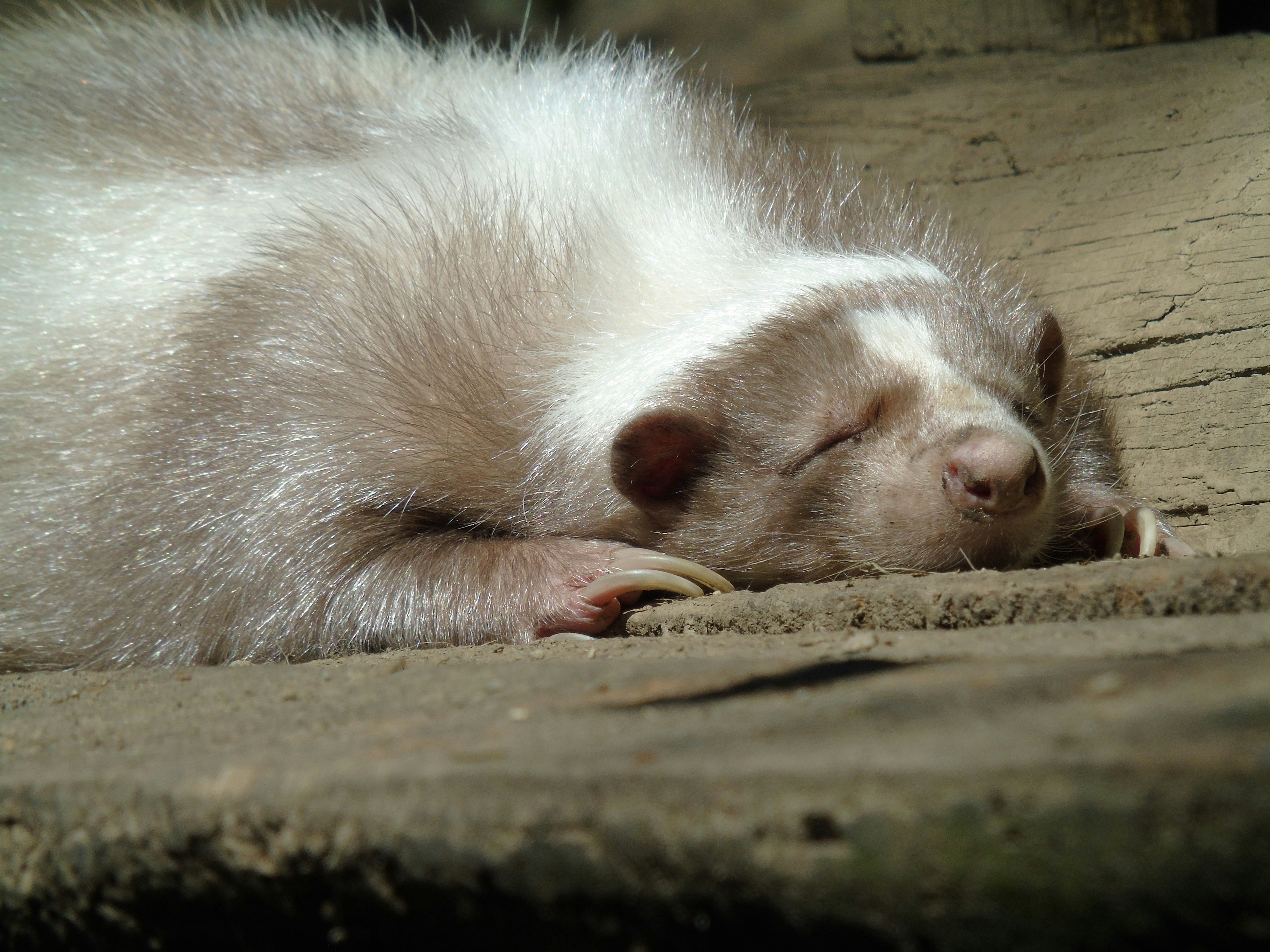 Slumbering Ferret: Sunlit Rest on Wooden Steps