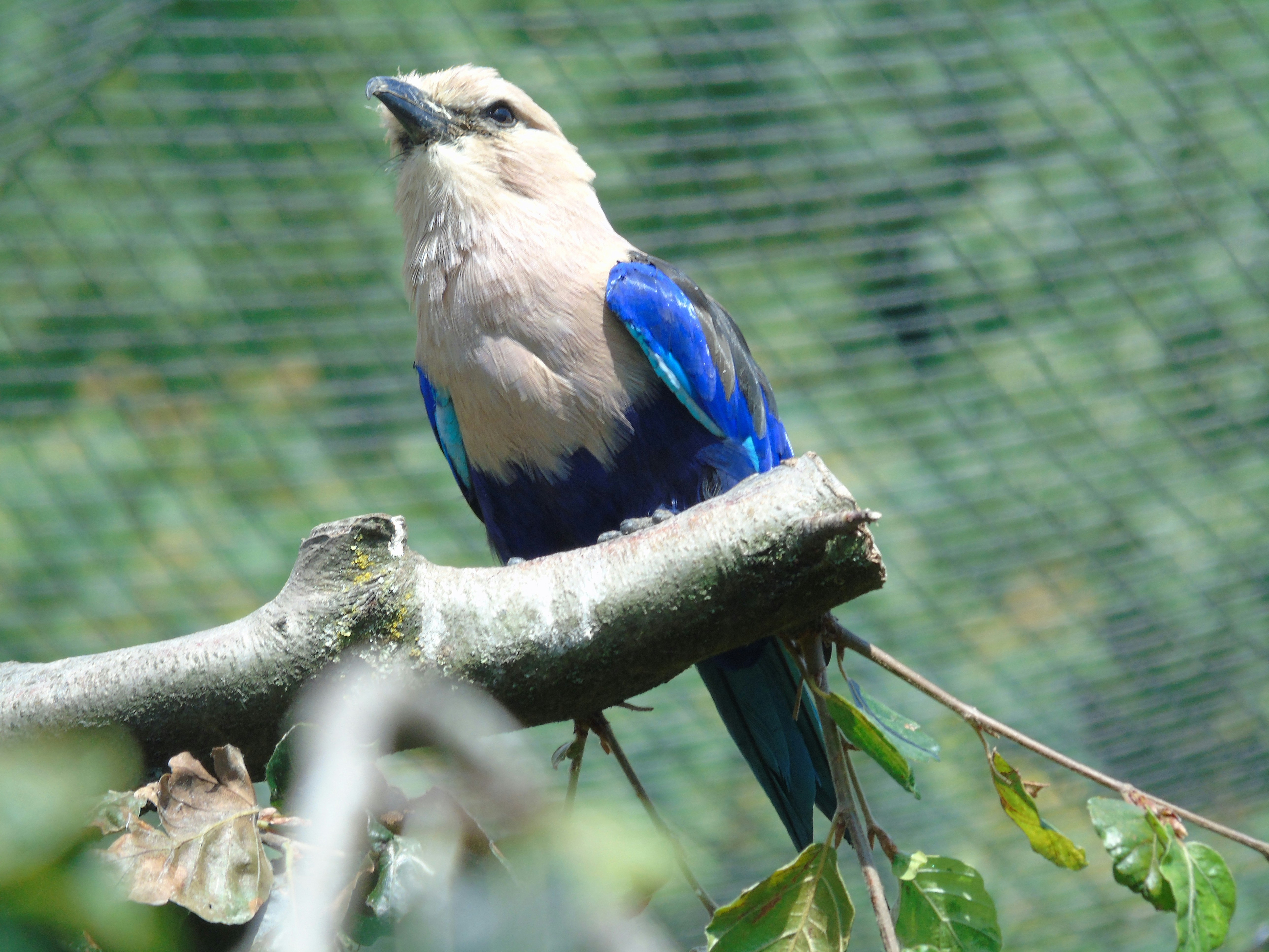 Colorful bird perched on a branch with a mesh background, showcasing blue wings and beige chest in soft natural light.