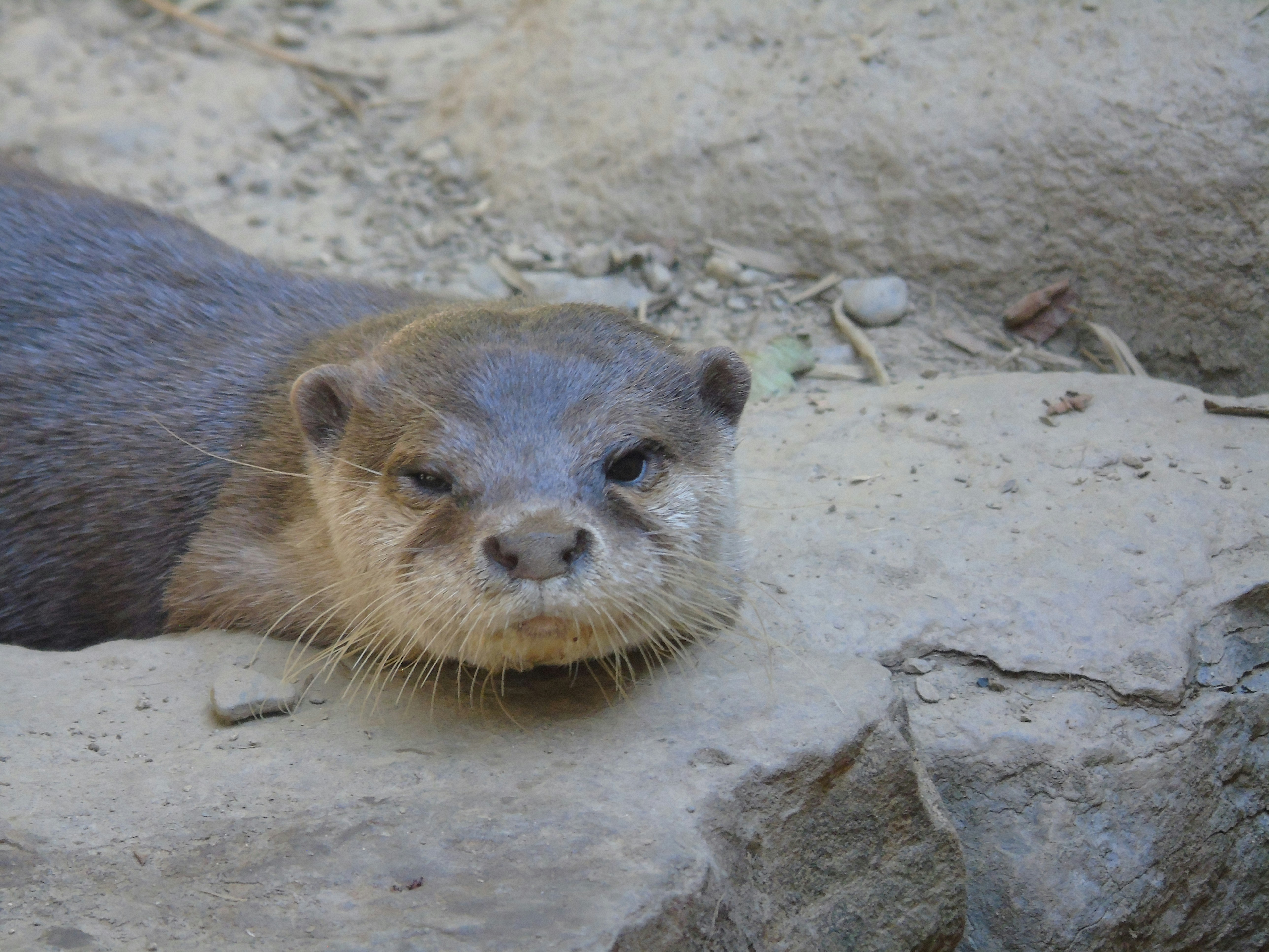 Low-Lying Otter Pup Repose on Rocky Bed