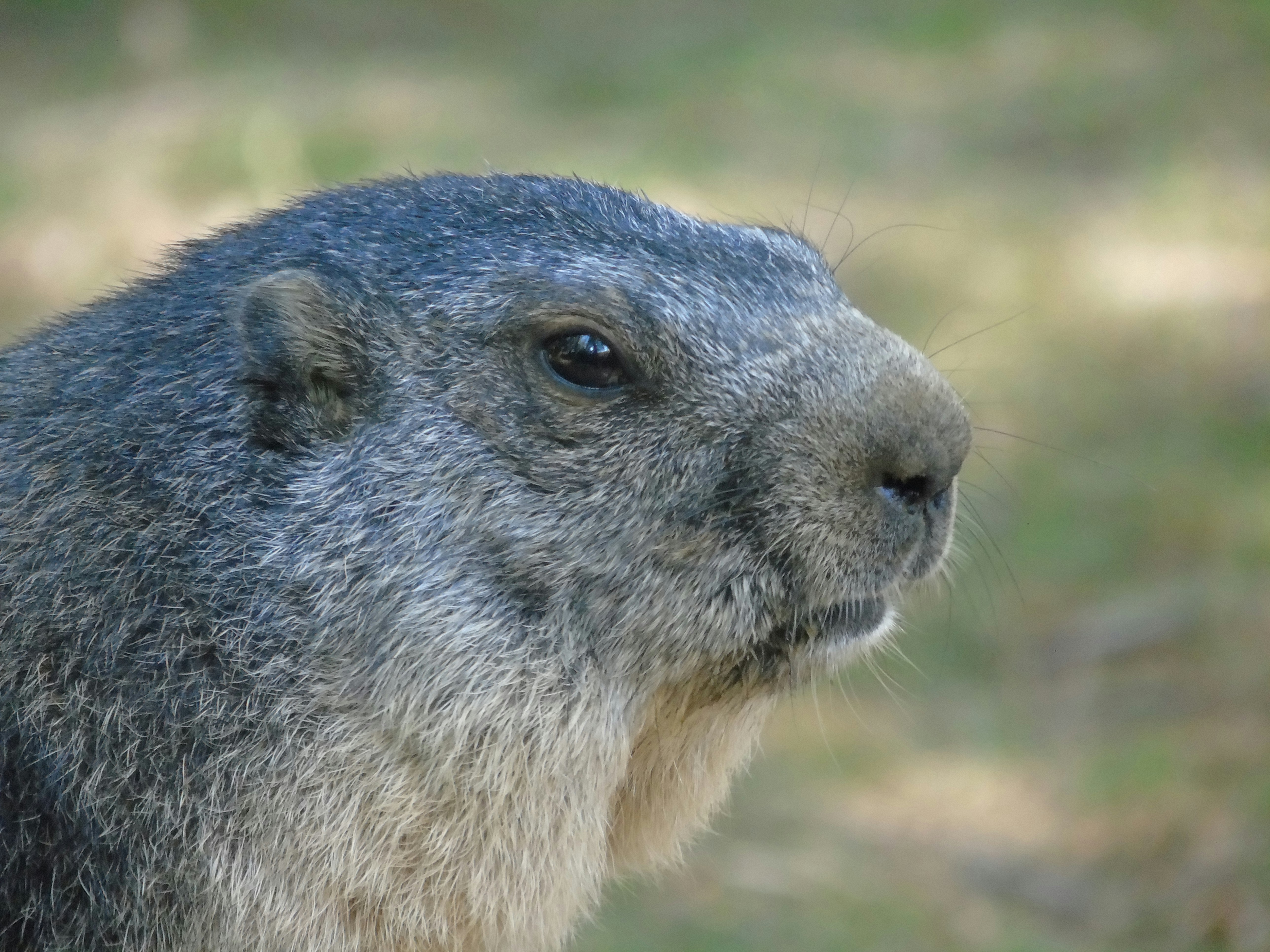 Side-glance of a Mossy-Gray Marmot: Quiet Confidence