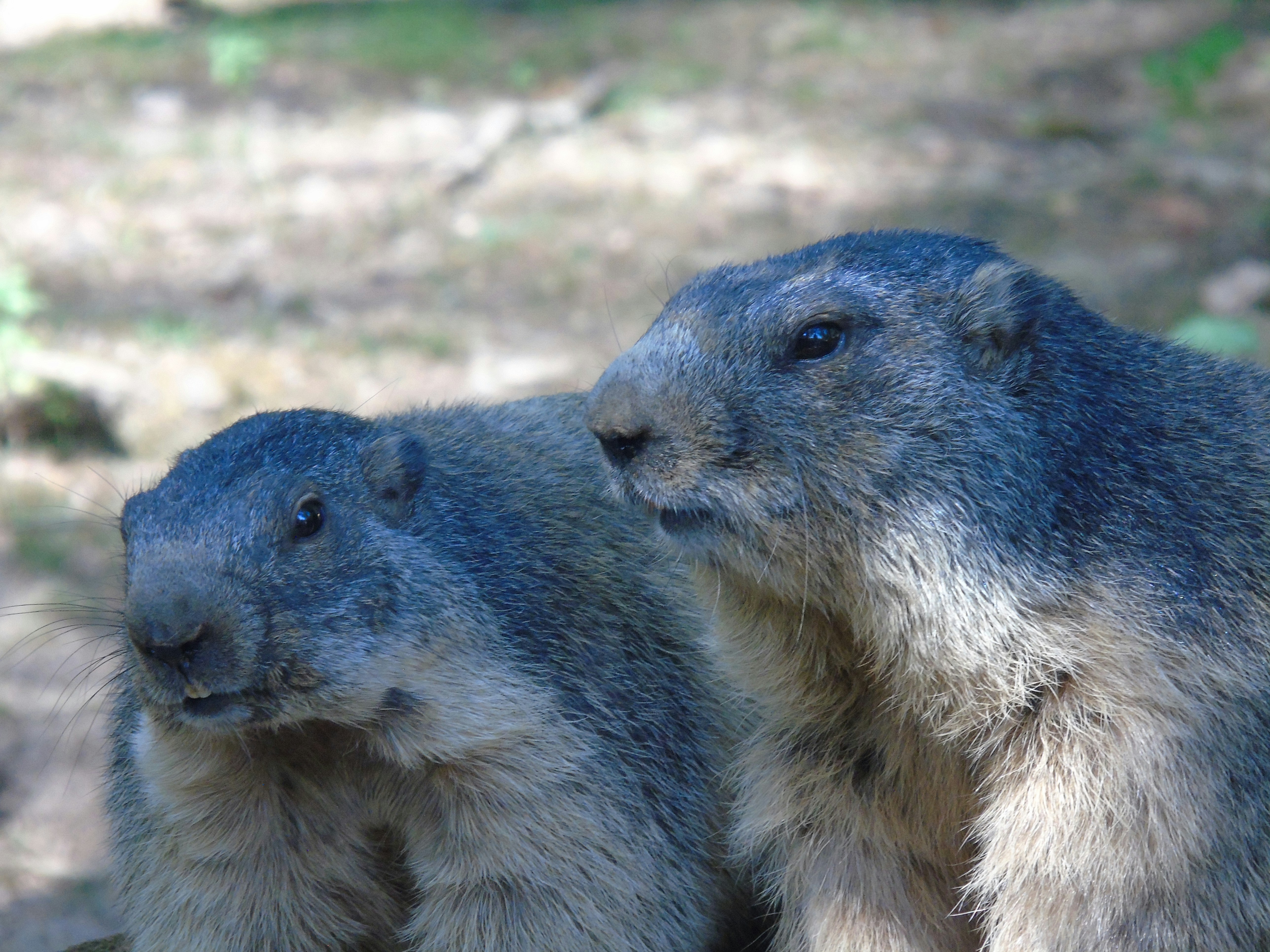 Two marmots sit close together in a sun-dappled forest floor, their textured fur and alert expressions framed by the subdued natural background.