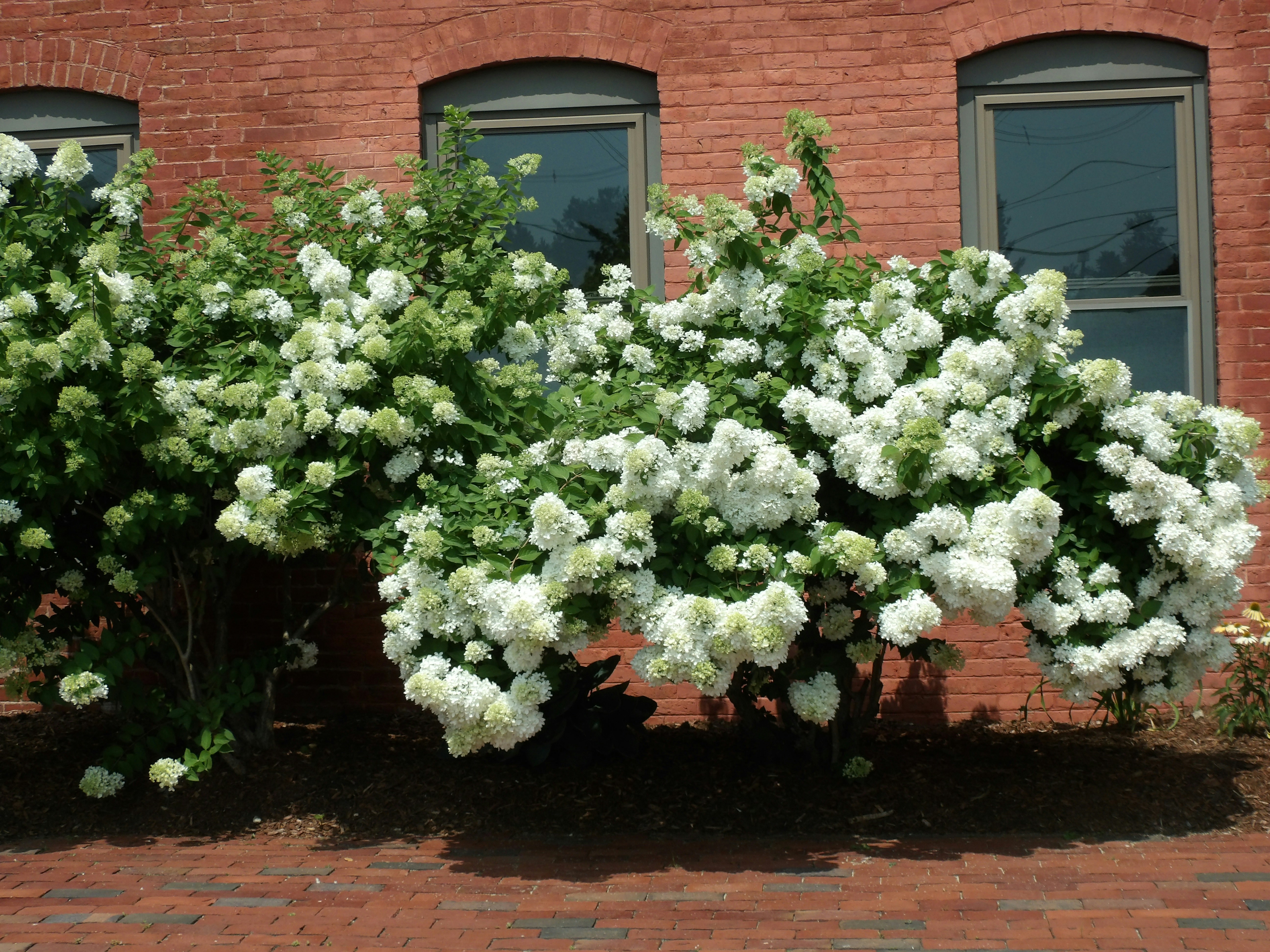 White Hydrangea Arch beneath Brick Windows