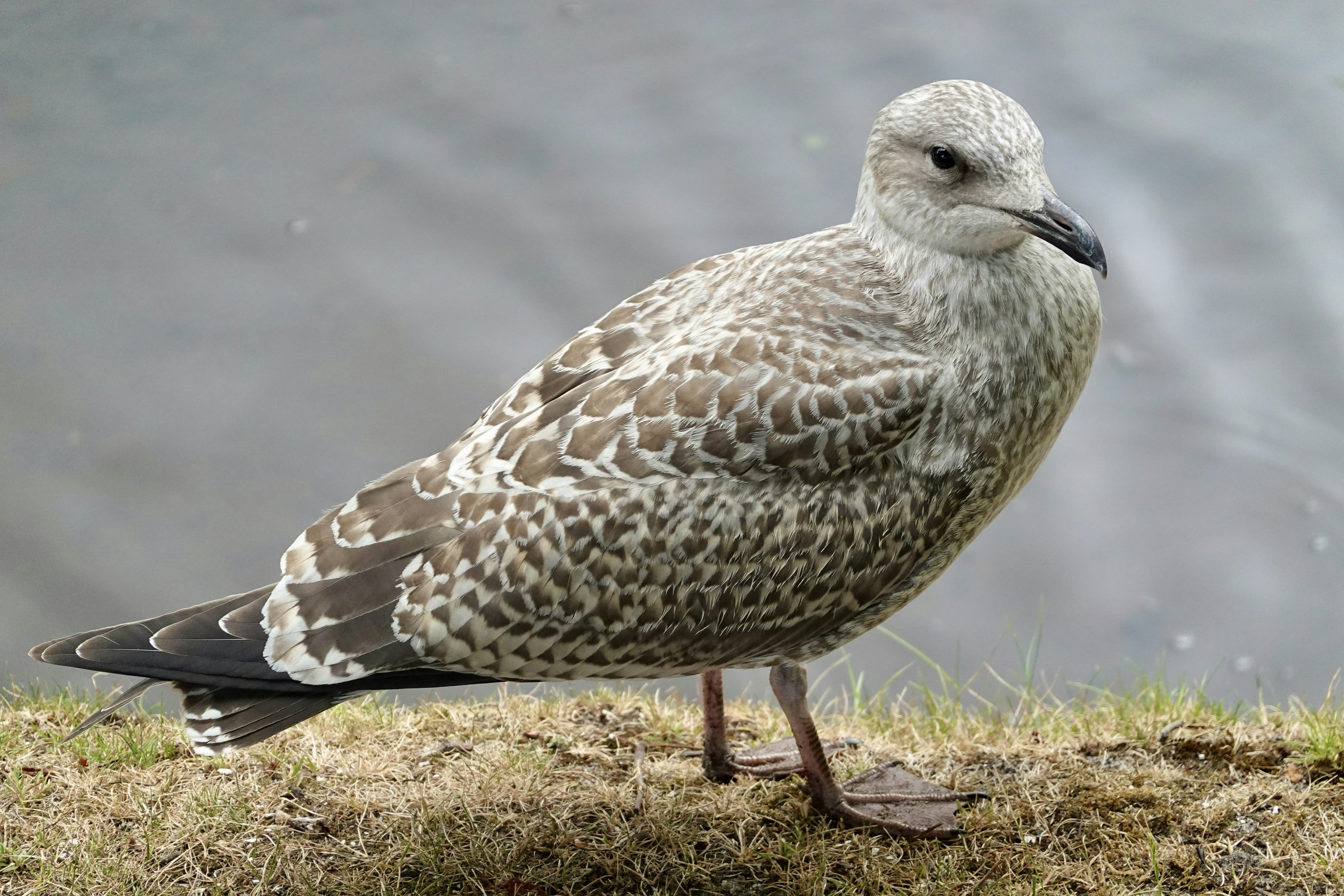 Coastal Gull at Rest: Texture and Tide