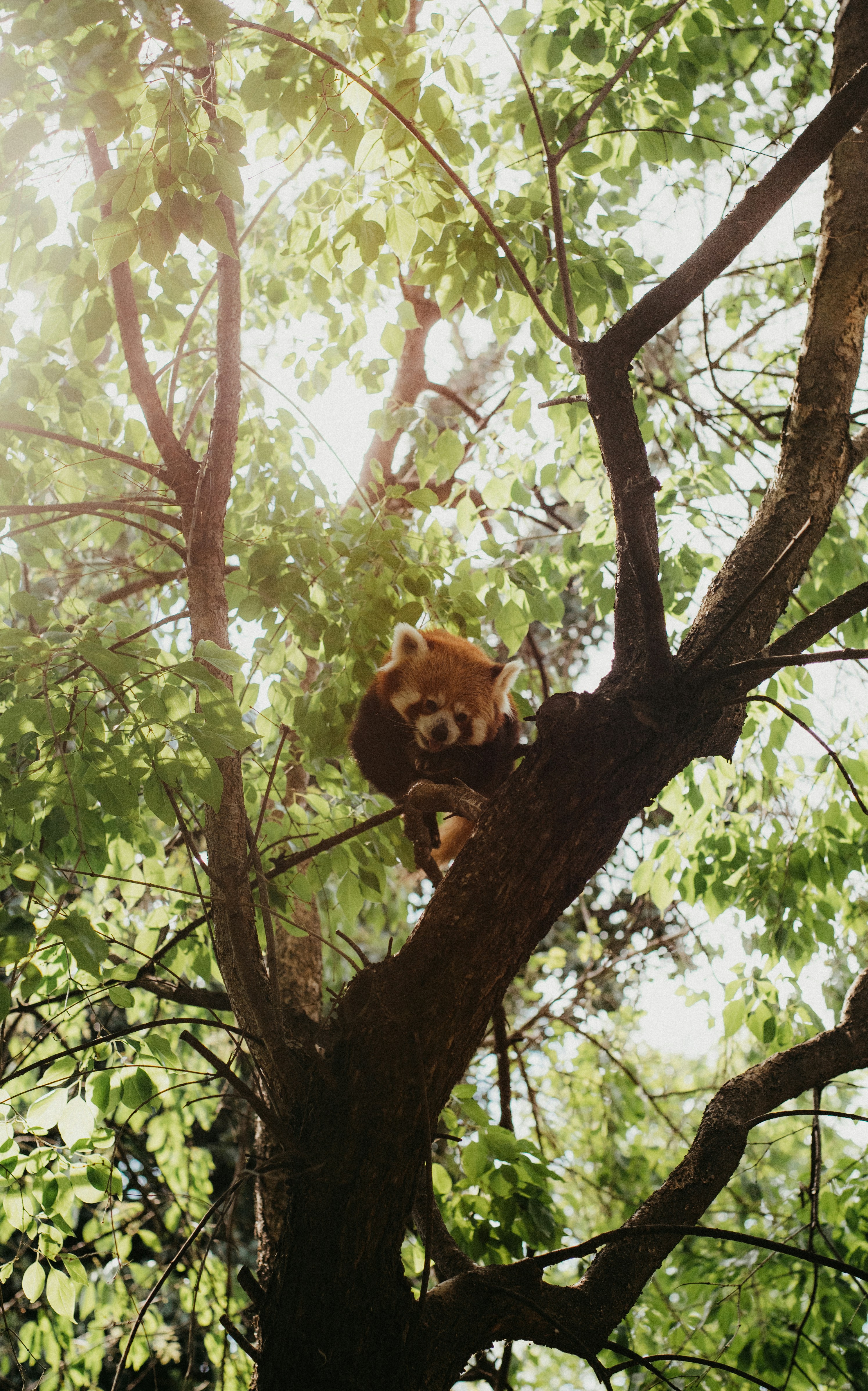 Red Panda Perched in Sunlit Canopy